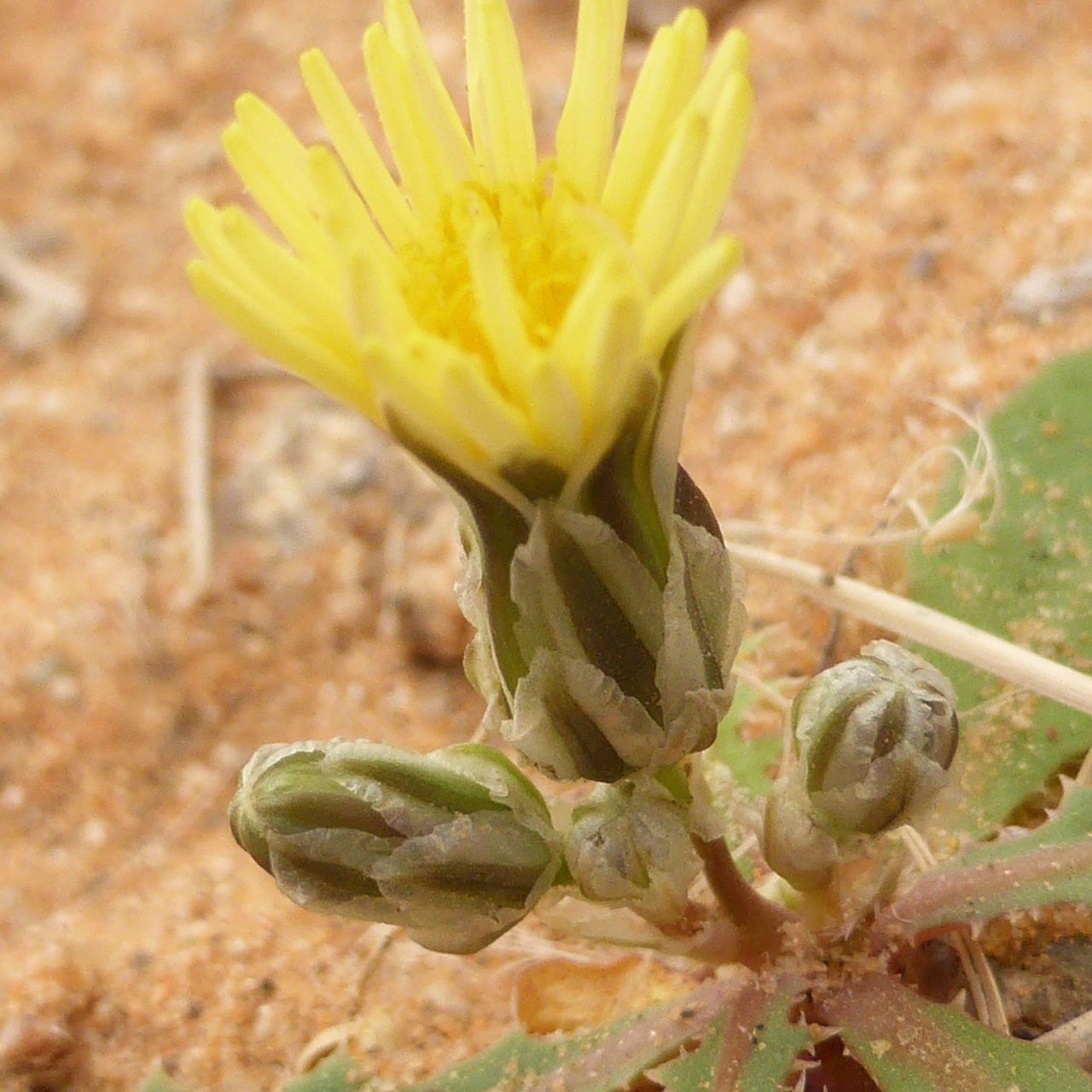 Launaea capitata - Plant Biodiversity of South-Western Morocco