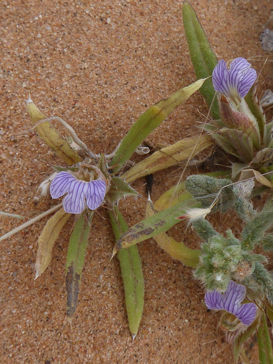 Blepharis edulis - Plant Biodiversity of South-Western Morocco