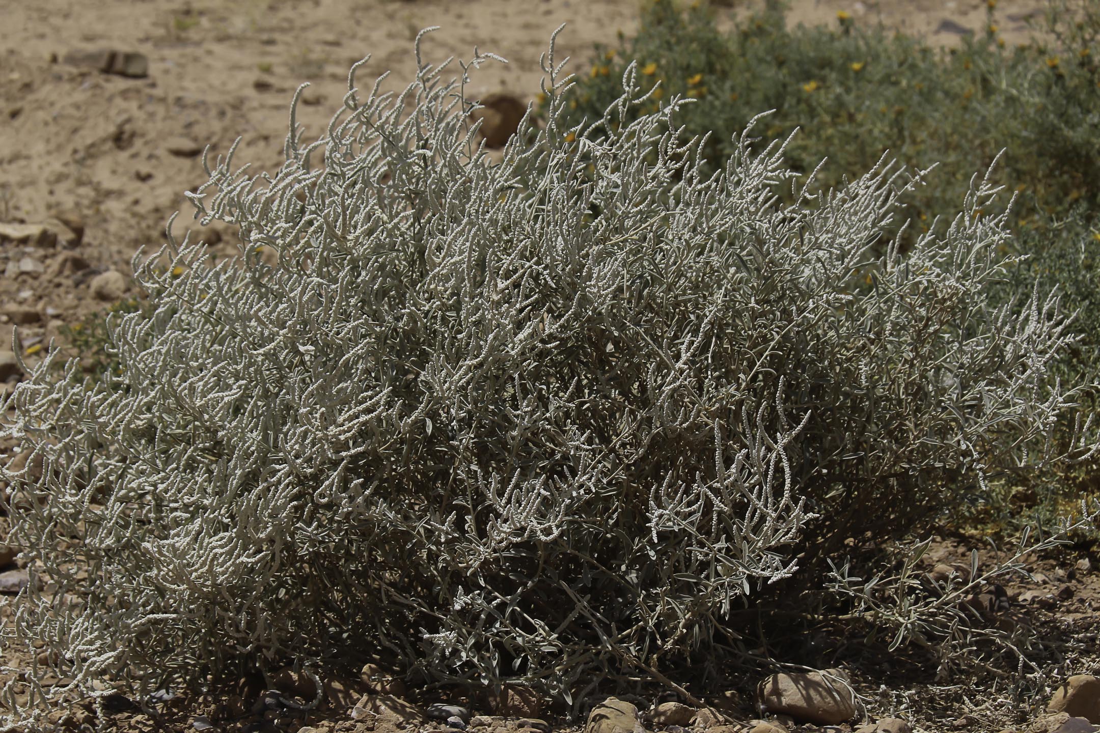 Aerva javanica - Plant Biodiversity of South-Western Morocco