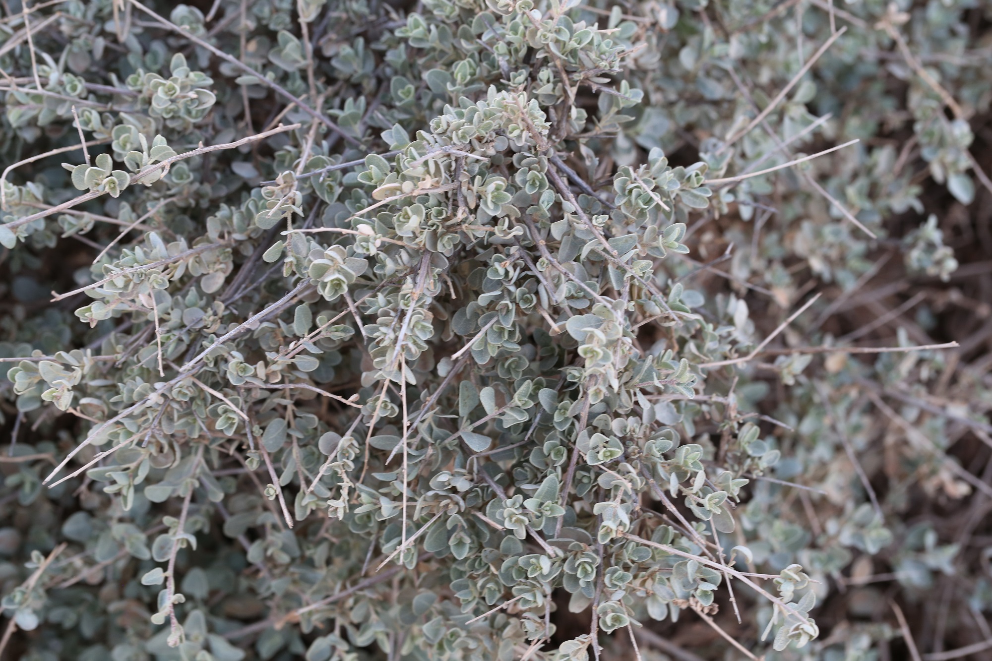 Atriplex halimus - Plant Biodiversity of South-Western Morocco