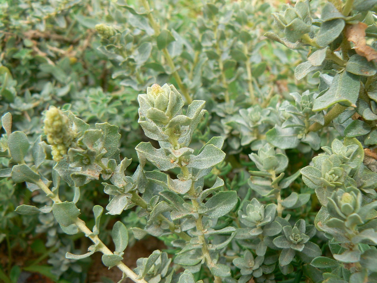 Atriplex parvifolia - Plant Biodiversity of South-Western Morocco