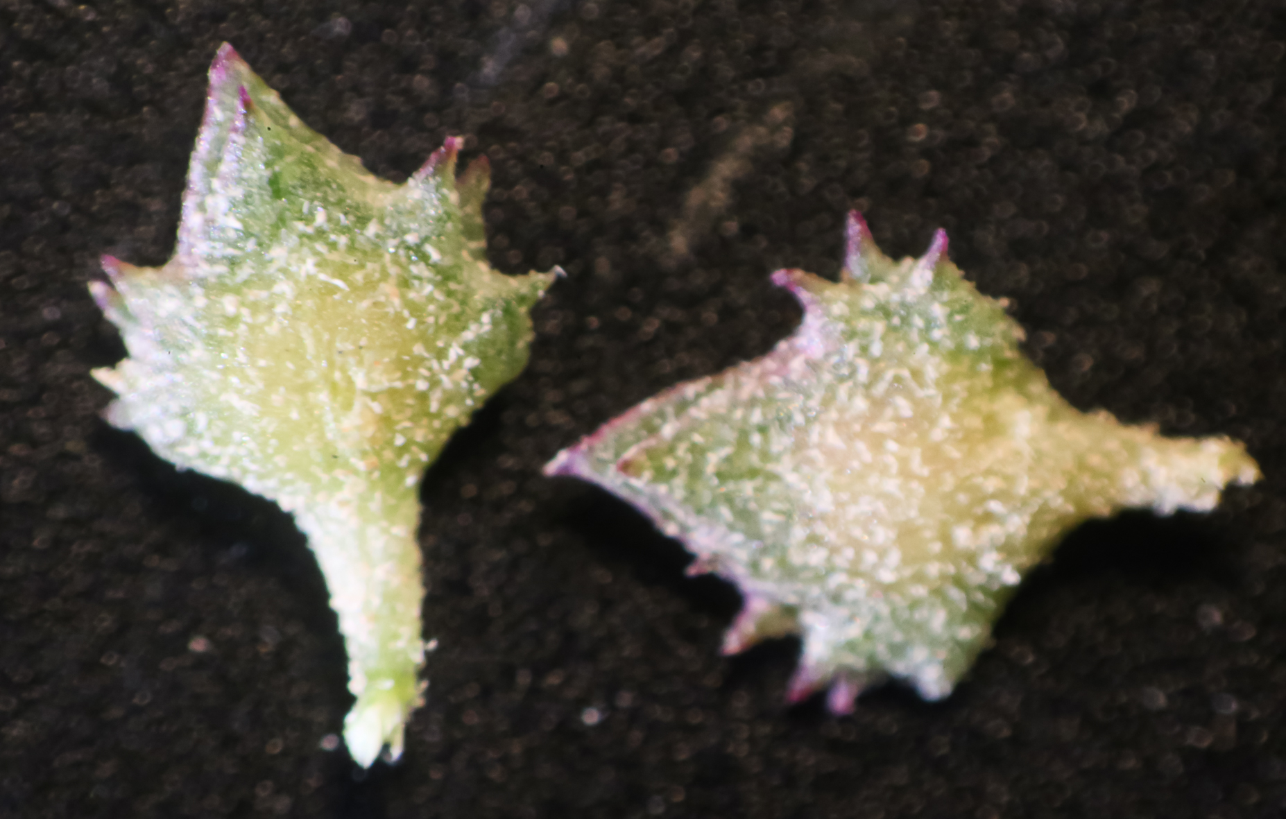 Atriplex suberecta - Biodiversité végétale du sud-ouest marocain