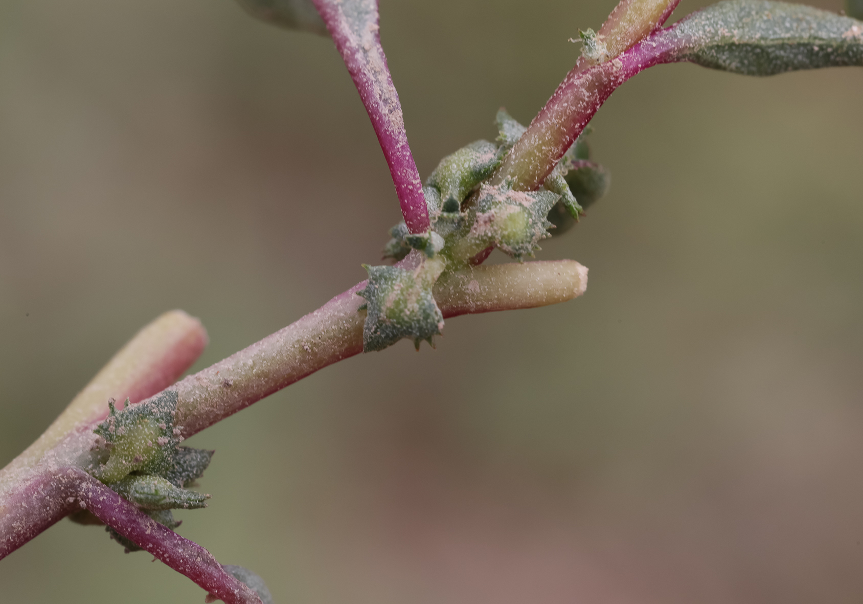 Atriplex suberecta - Biodiversité végétale du sud-ouest marocain