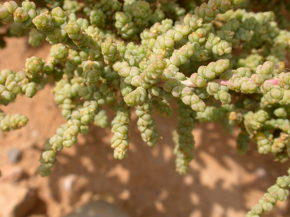 Caroxylon gaetulum - Biodiversité végétale du sud-ouest marocain