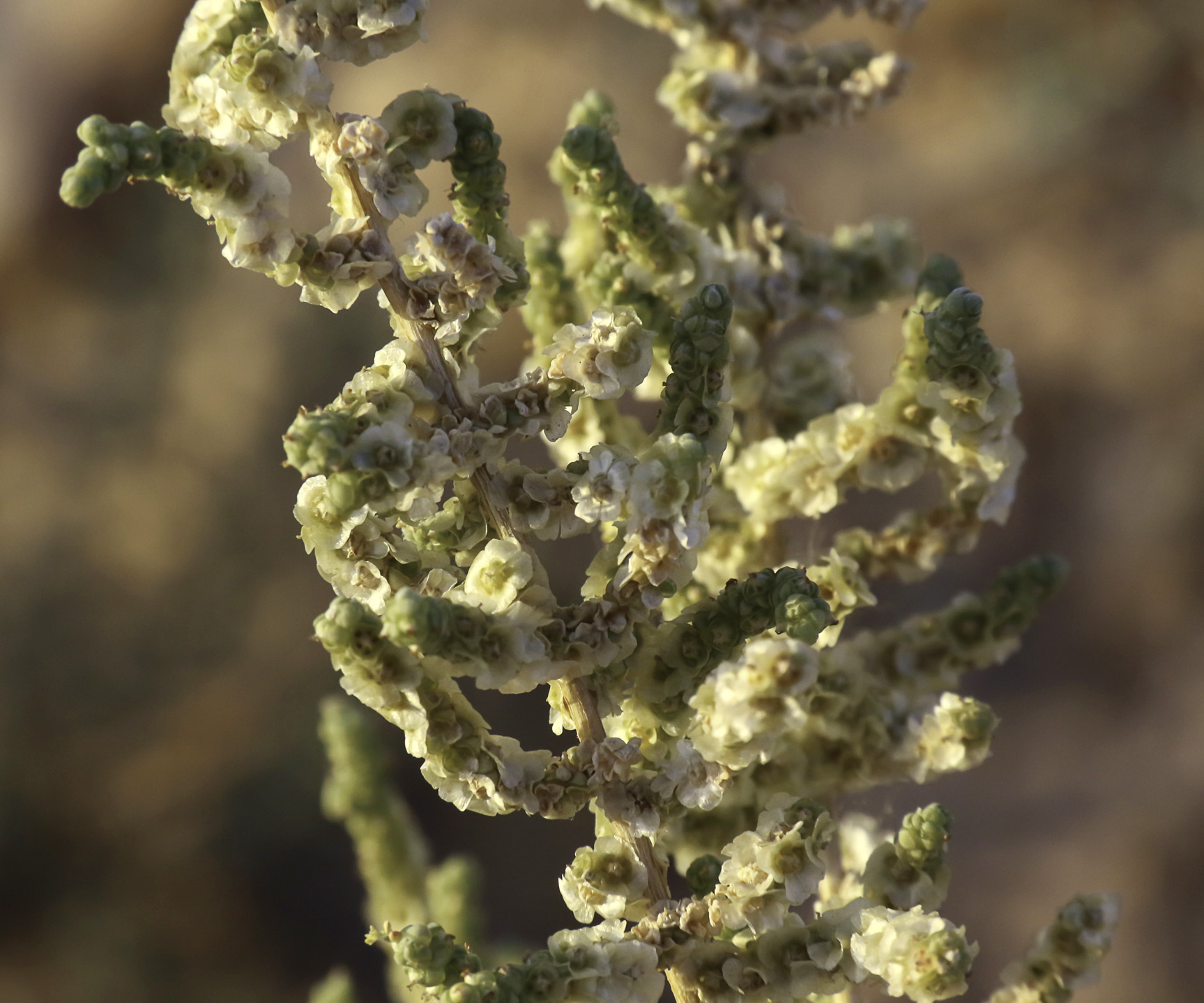 Caroxylon gaetulum - Biodiversité végétale du sud-ouest marocain