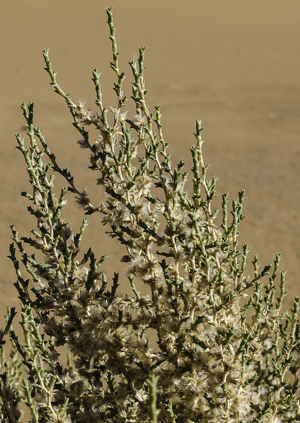 Cornulaca monacantha - Plant Biodiversity of South-Western Morocco