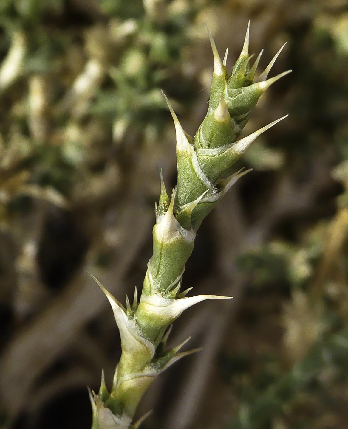 Cornulaca monacantha - Plant Biodiversity of South-Western Morocco