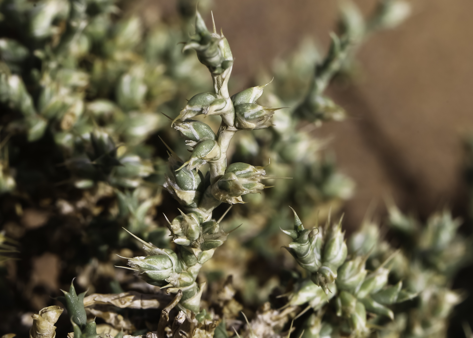 Cornulaca monacantha - Biodiversité végétale du sud-ouest marocain