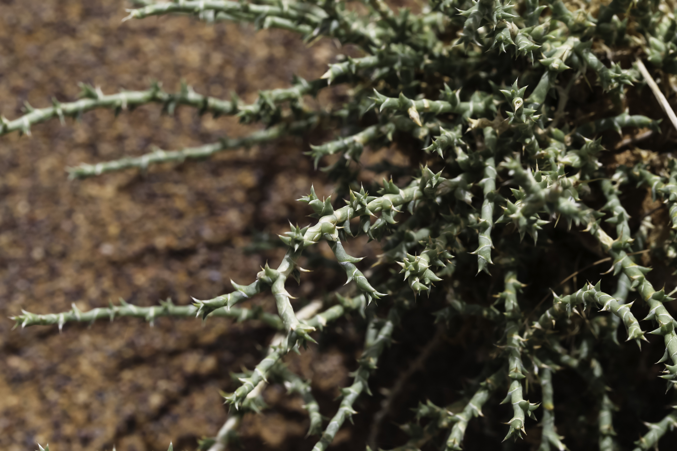 Cornulaca monacantha - Biodiversité végétale du sud-ouest marocain