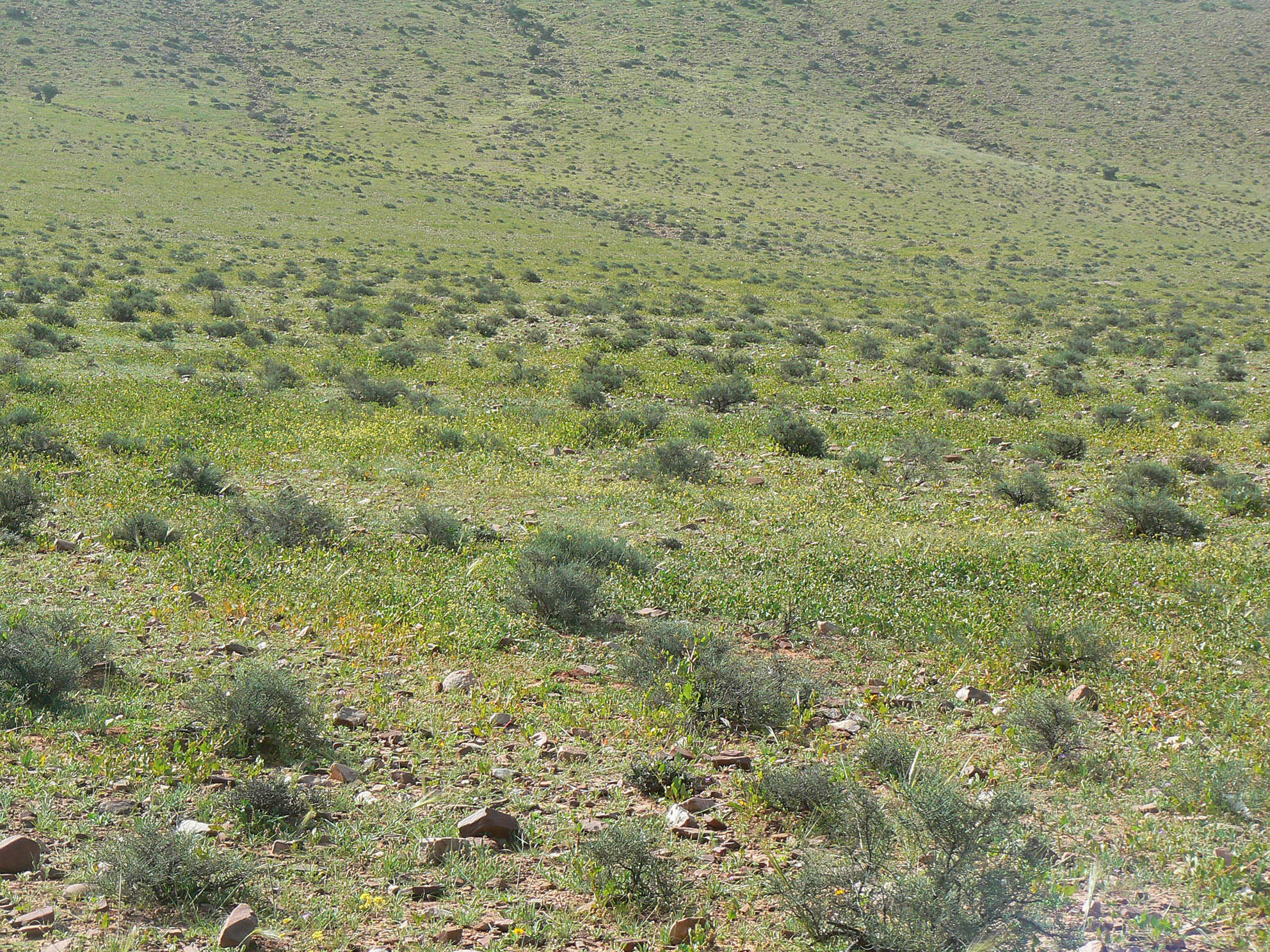 Hammada articulata - Plant Biodiversity of South-Western Morocco