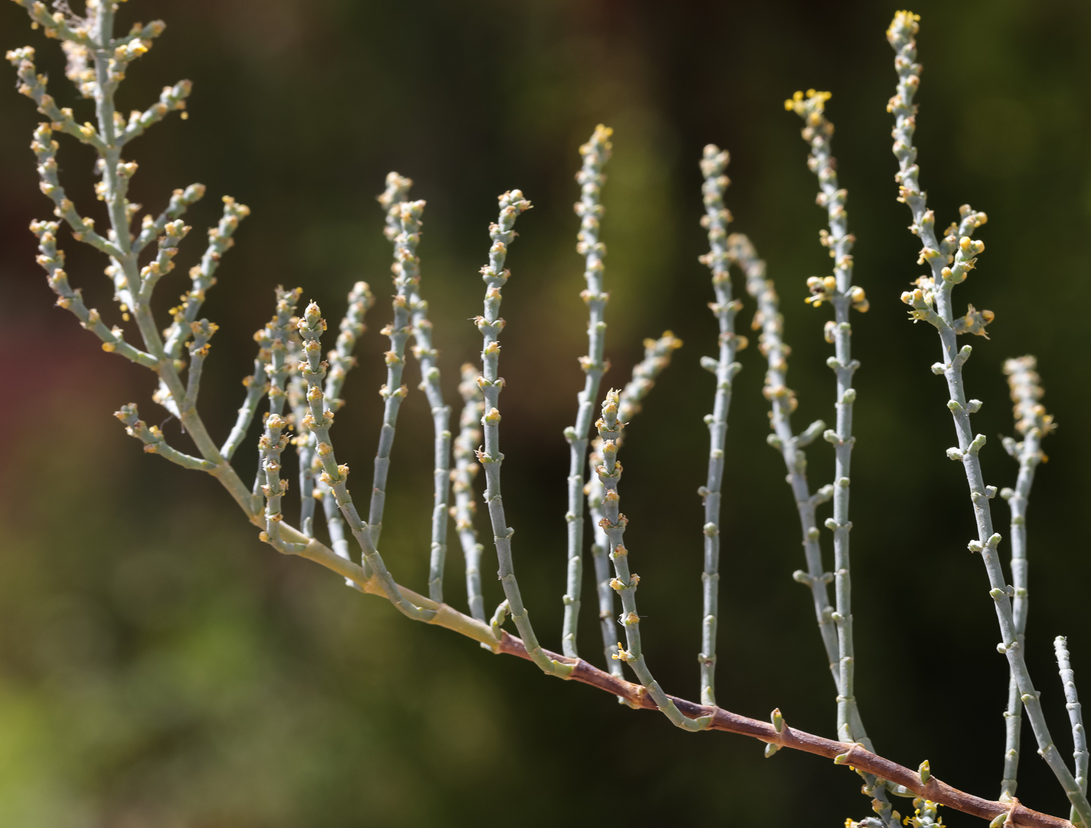Hammada articulata - Plant Biodiversity of South-Western Morocco