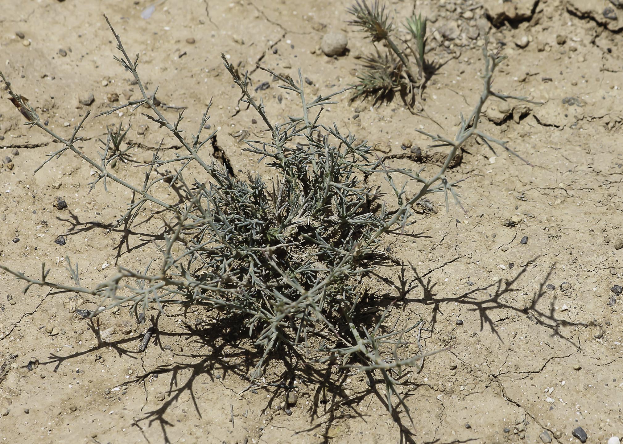 Noaea mucronata - Biodiversité végétale du sud-ouest marocain