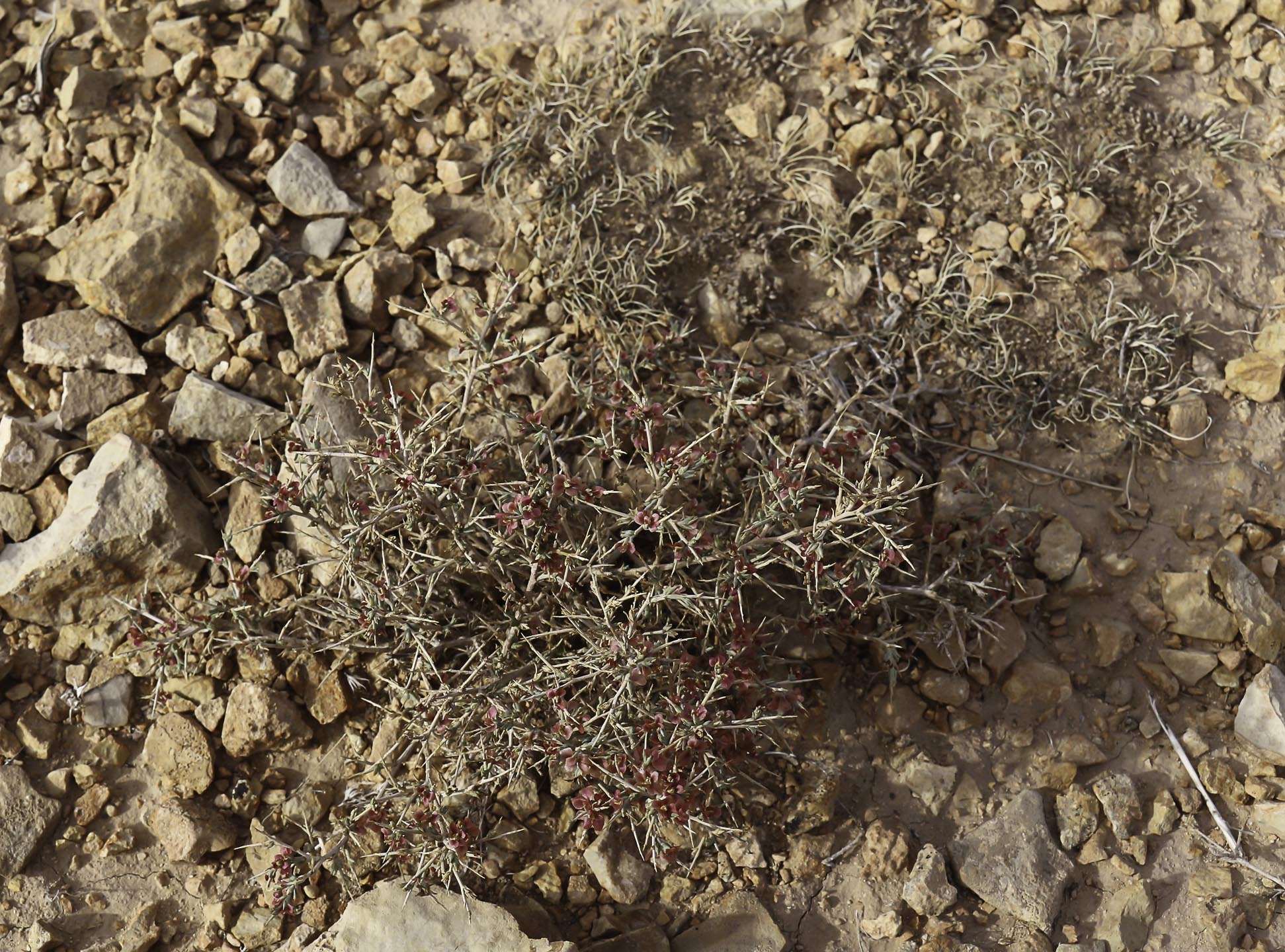 Noaea mucronata - Plant Biodiversity of South-Western Morocco