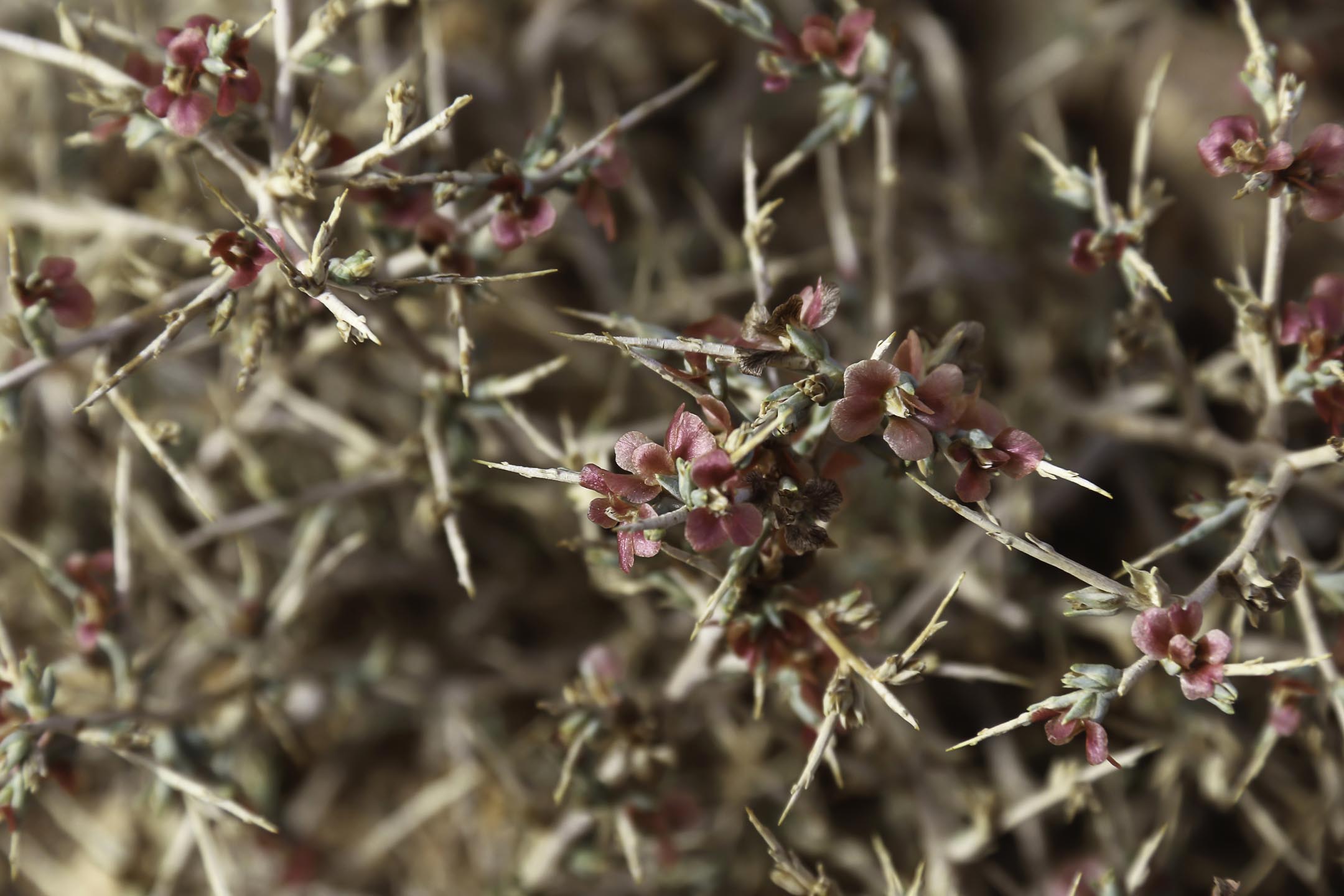 Noaea mucronata - Plant Biodiversity of South-Western Morocco