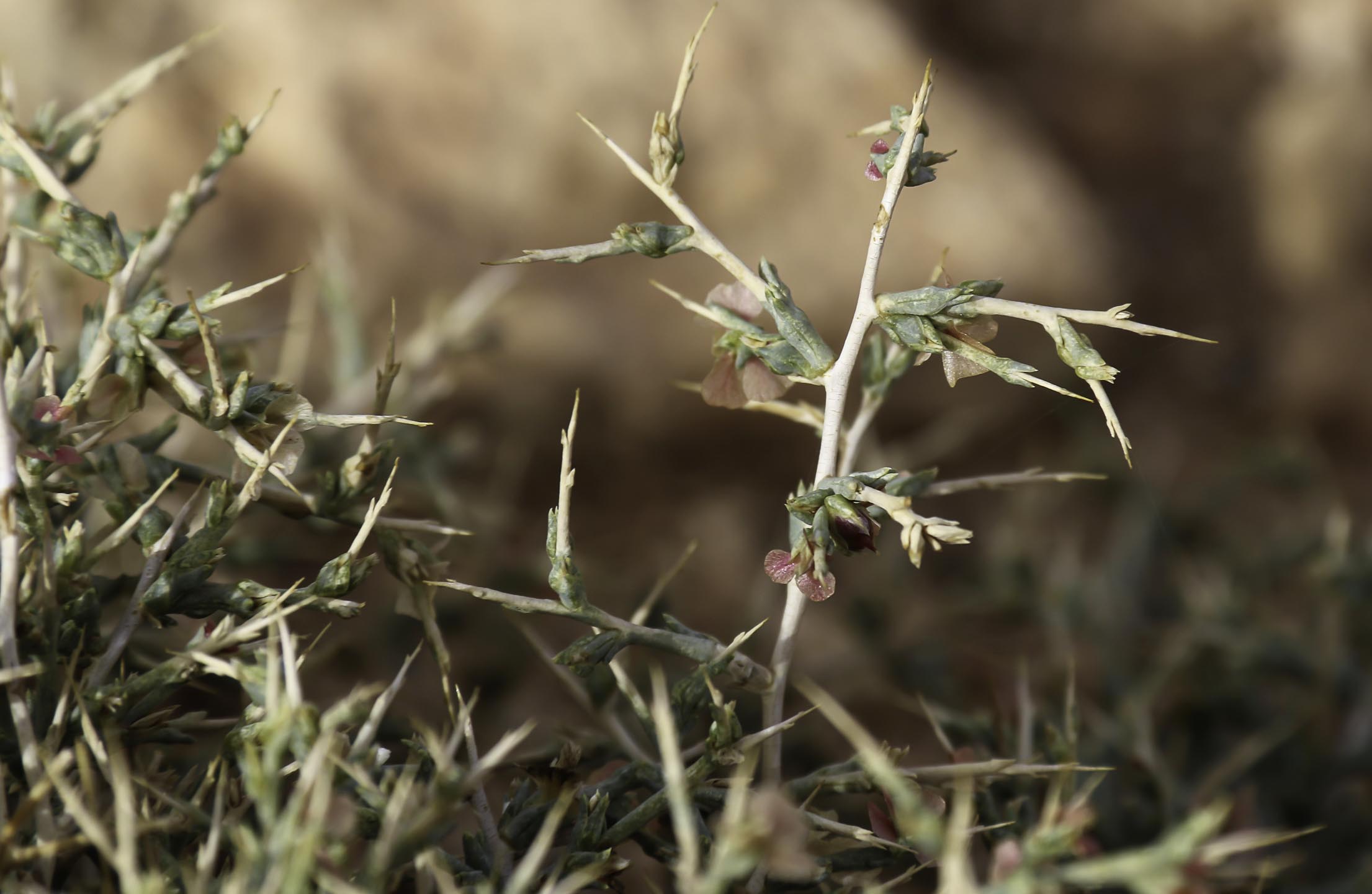 Noaea mucronata - Plant Biodiversity of South-Western Morocco