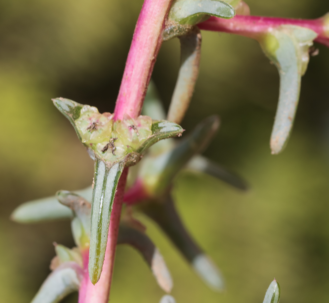 Salsola soda - Plant Biodiversity of South-Western Morocco