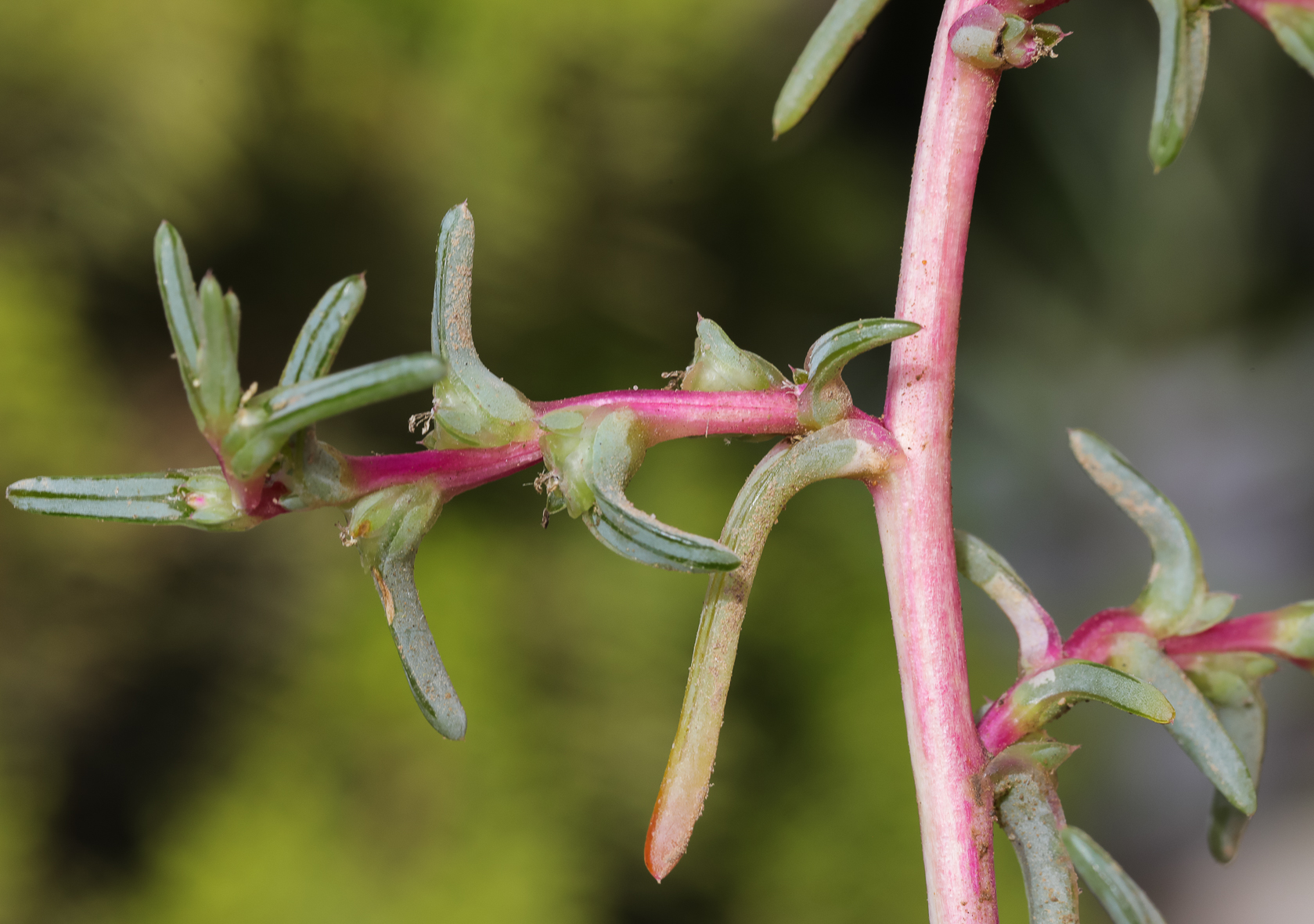 Salsola soda - Plant Biodiversity of South-Western Morocco