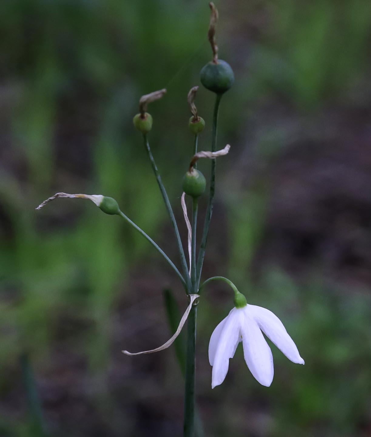 Acis tingitana - Plant Biodiversity of South-Western Morocco
