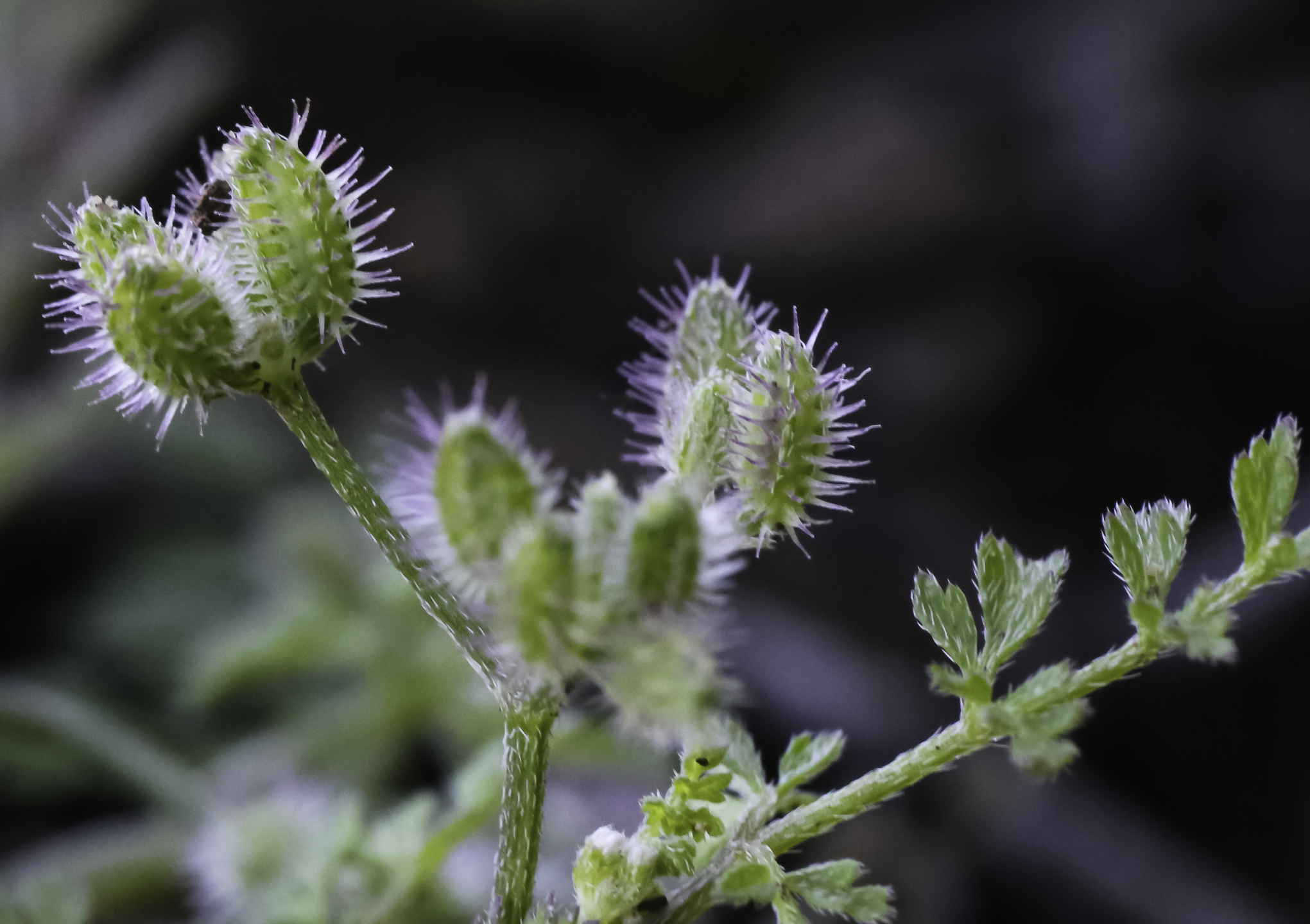 Torilis leptophylla - Plant Biodiversity of South-Western Morocco