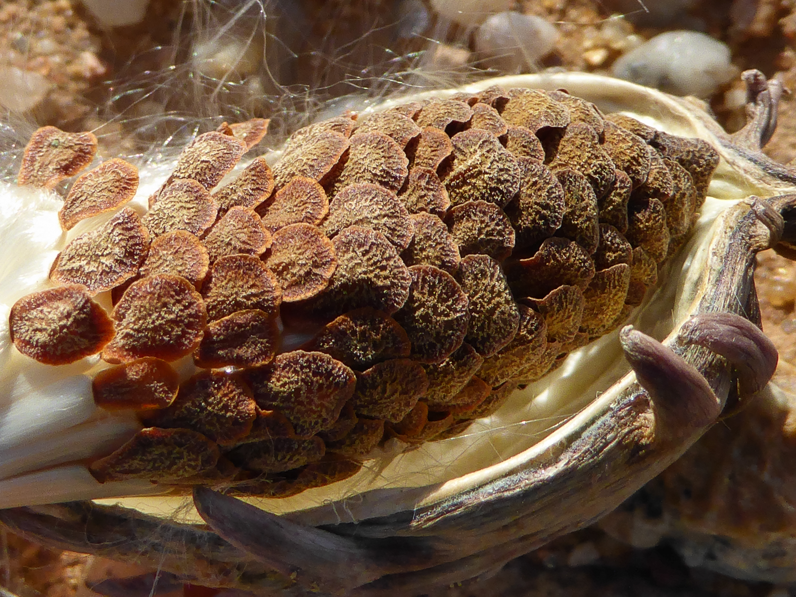 Glossonema boveanum - Plant Biodiversity of South-Western Morocco