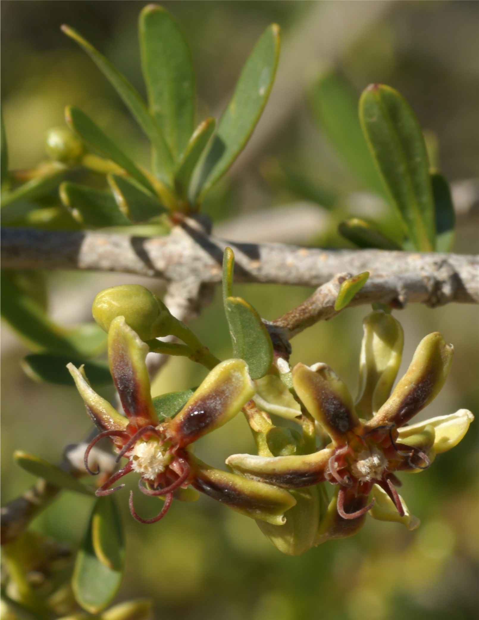 Periploca angustifolia - Plant Biodiversity of South-Western Morocco