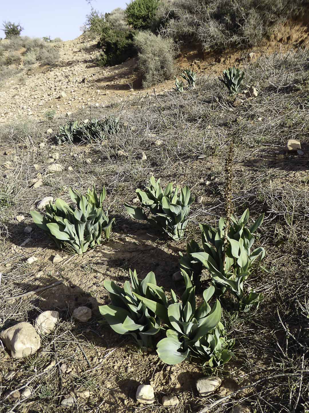 Squilla gr. maritima - Biodiversité végétale du sud-ouest marocain