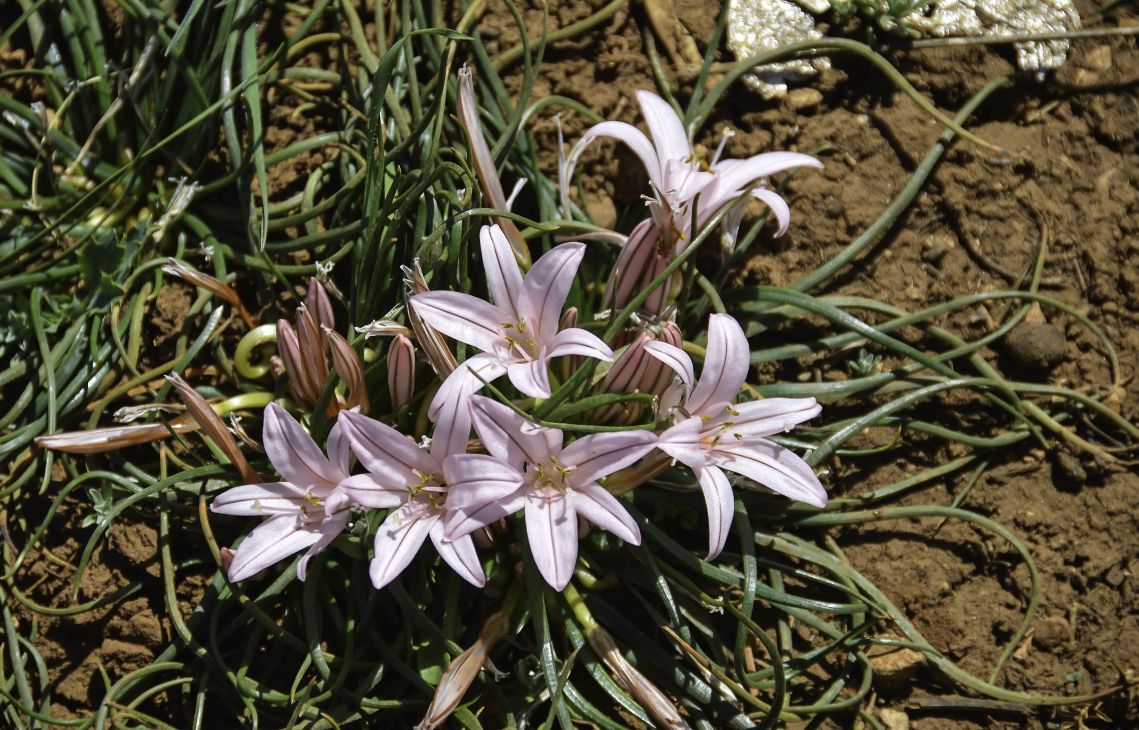 Asphodelus acaulis - Biodiversité végétale du sud-ouest marocain