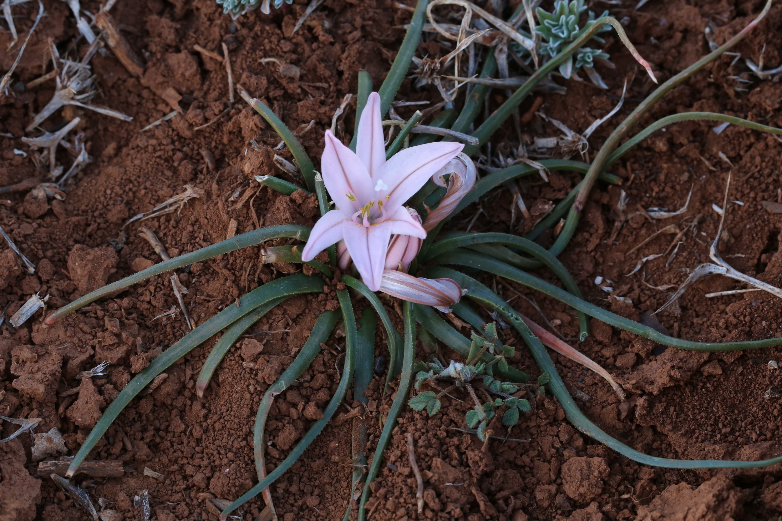 Asphodelus acaulis - Biodiversité végétale du sud-ouest marocain