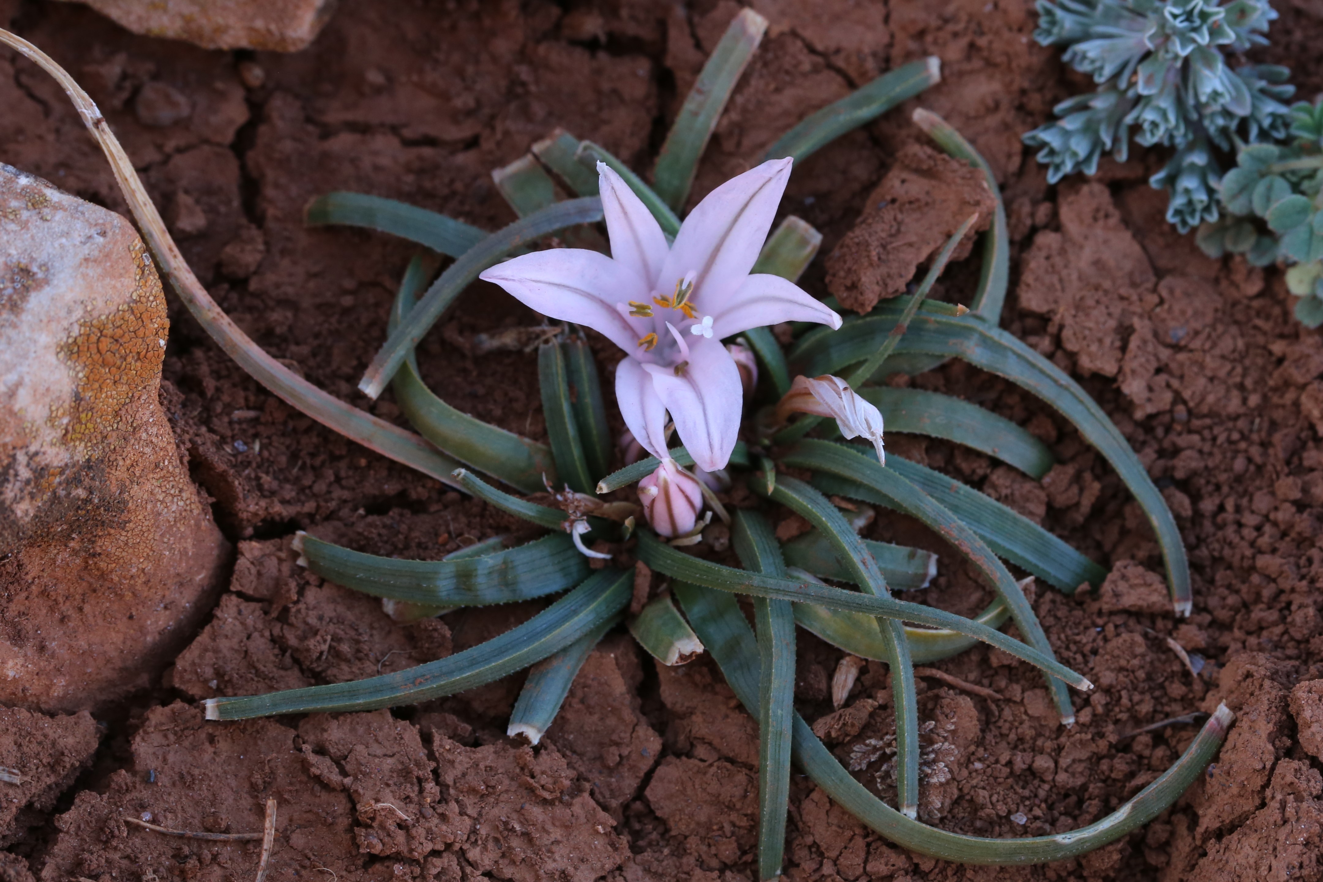 Asphodelus acaulis - Biodiversité végétale du sud-ouest marocain
