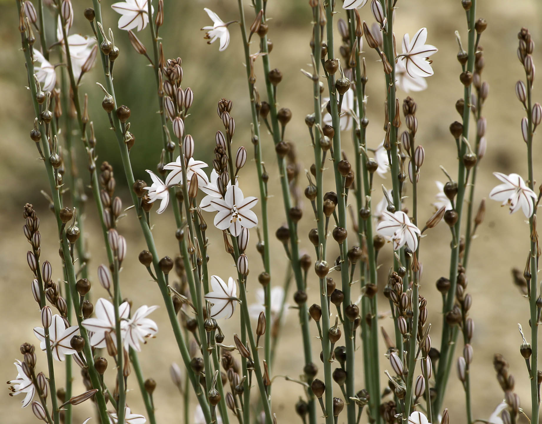 Asphodelus tenuifolius - Plant Biodiversity of South-Western Morocco