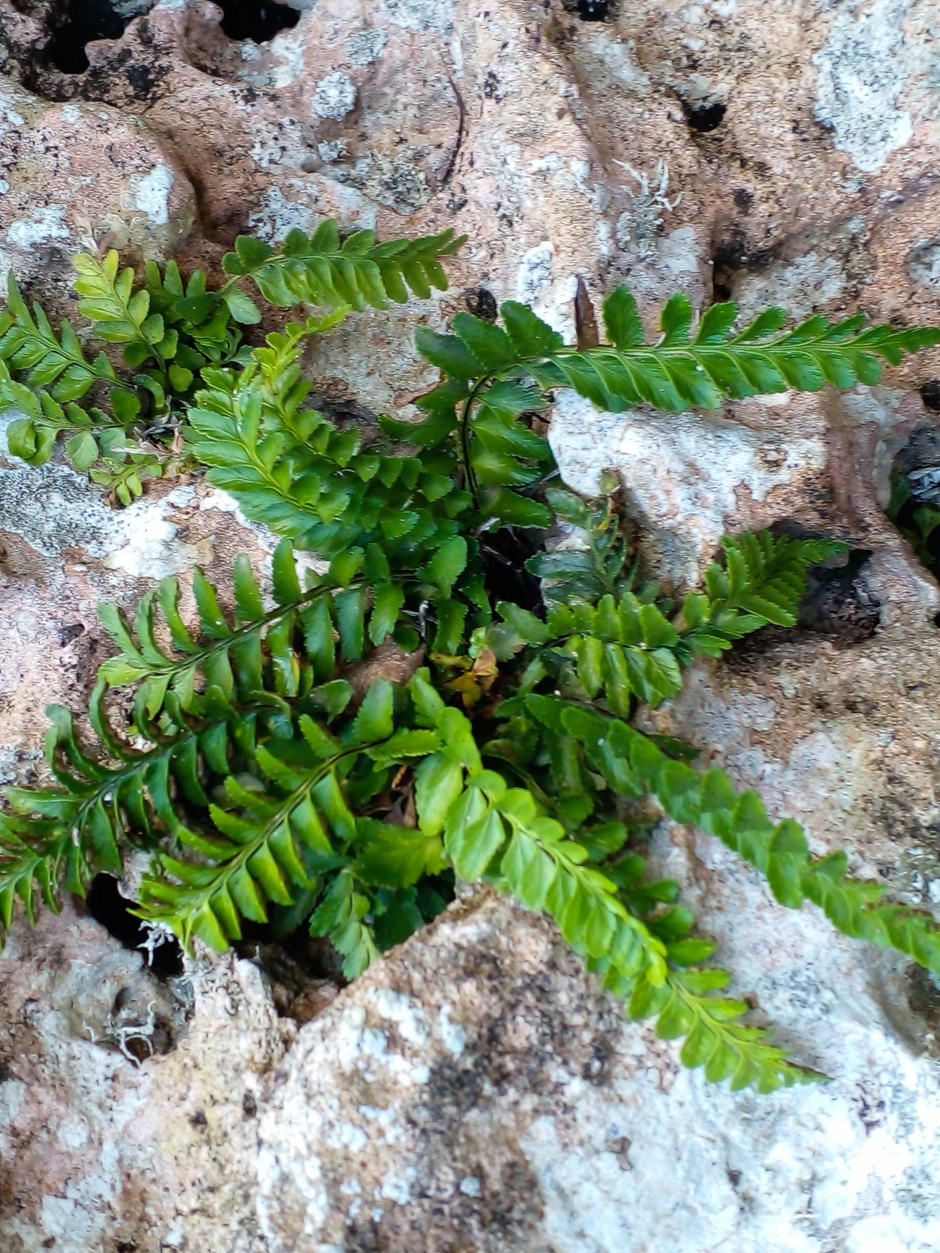 Asplenium marinum - Biodiversité végétale du sud-ouest marocain