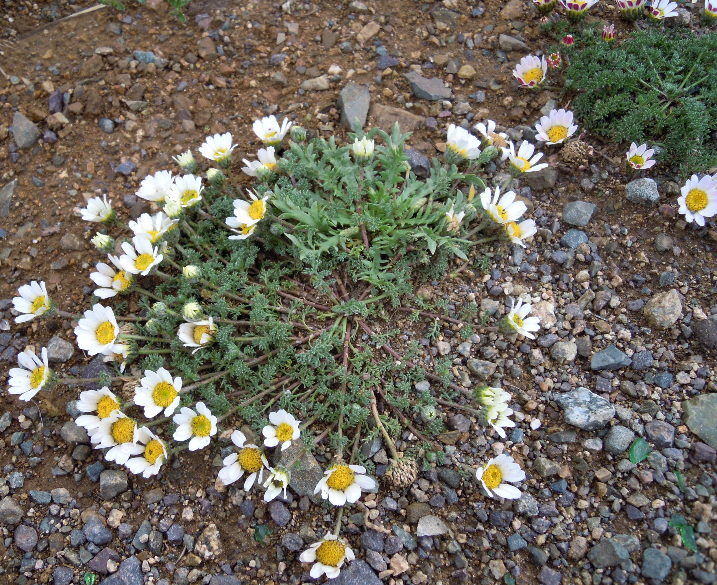 Anacyclus pyrethrum - Biodiversité végétale du sud-ouest marocain