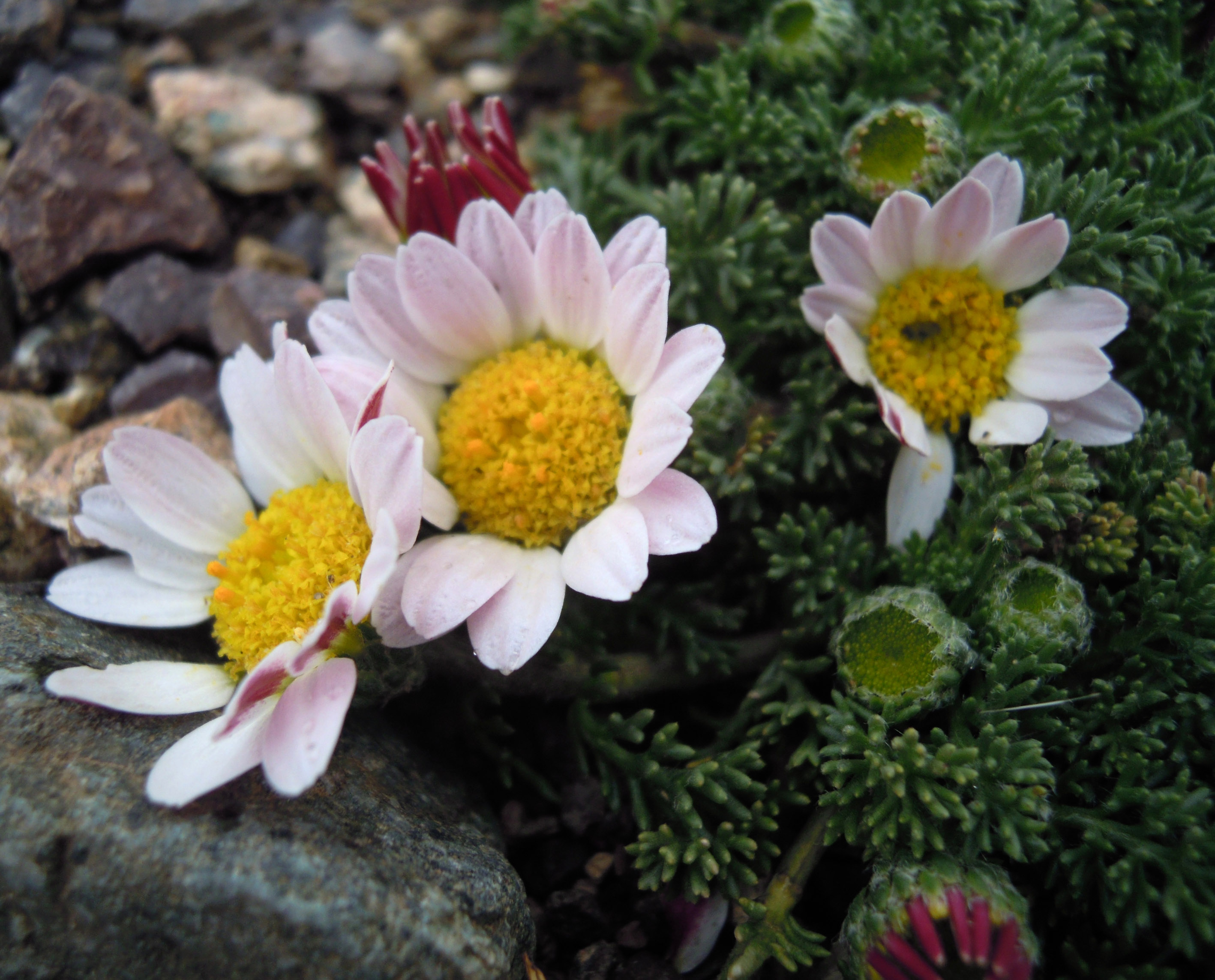 Anacyclus pyrethrum - Biodiversité végétale du sud-ouest marocain