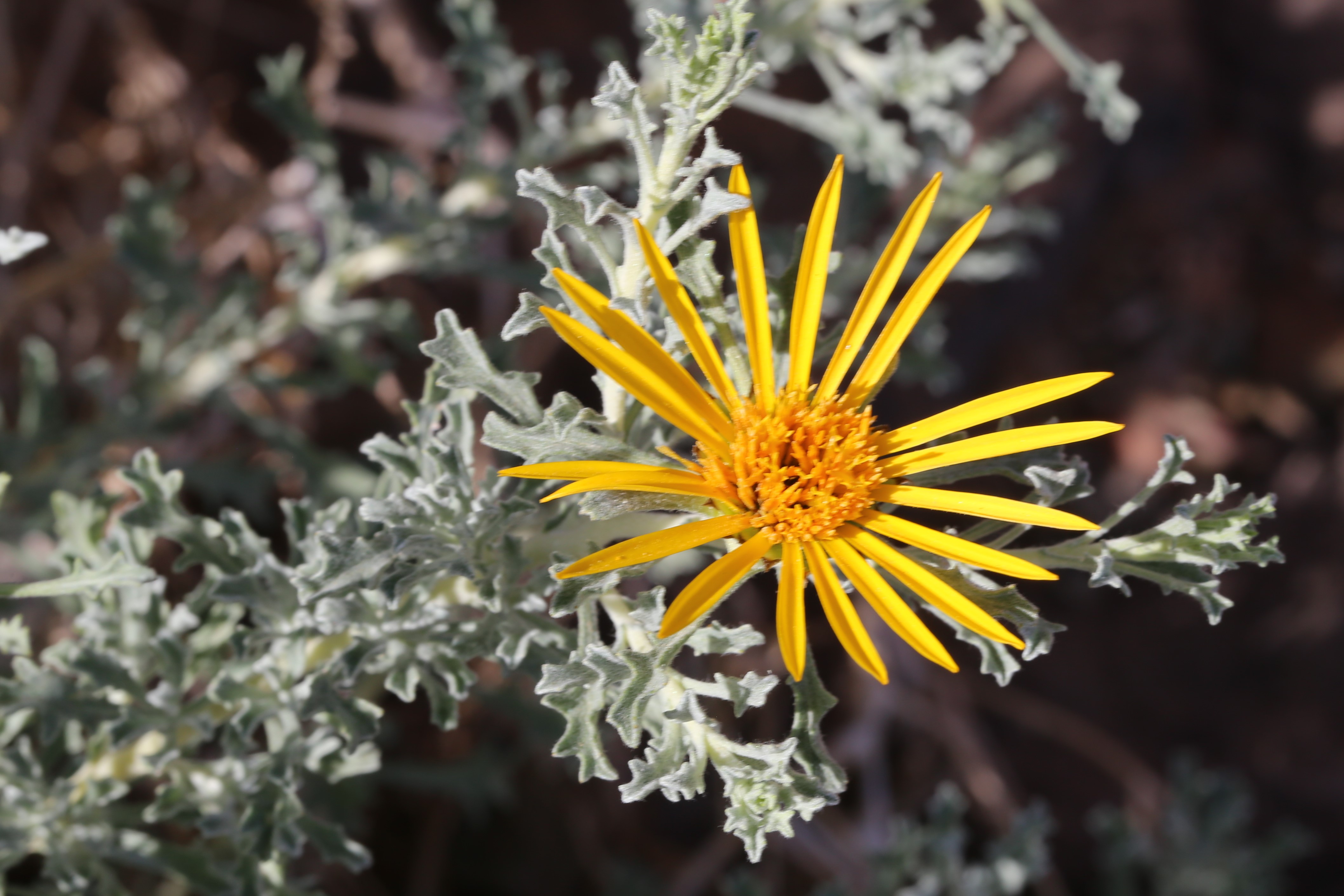 Anvillea garcinii subsp. radiata - Plant Biodiversity of South-Western ...