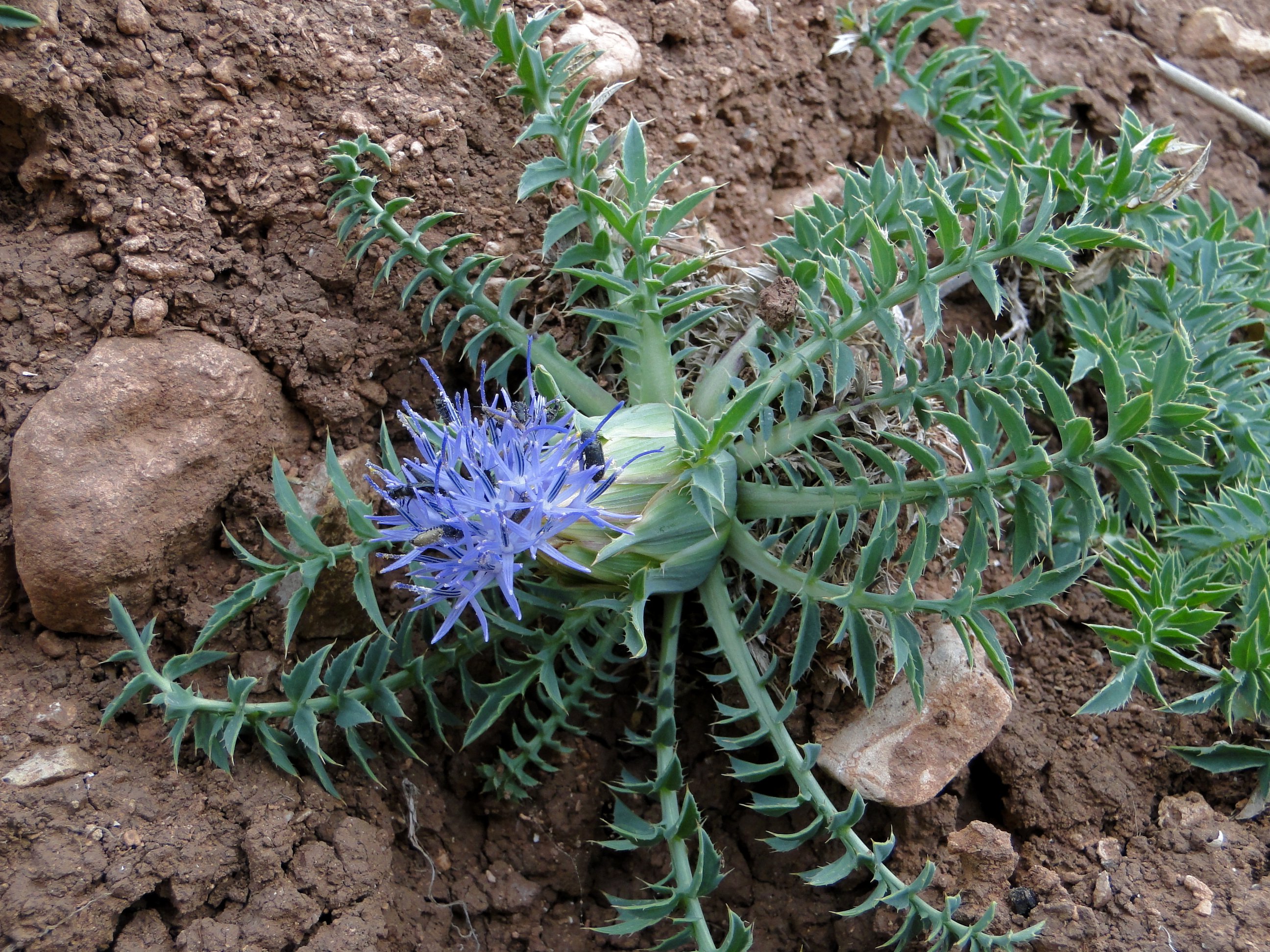 Carthamus pinnatus - Biodiversité végétale du sud-ouest marocain