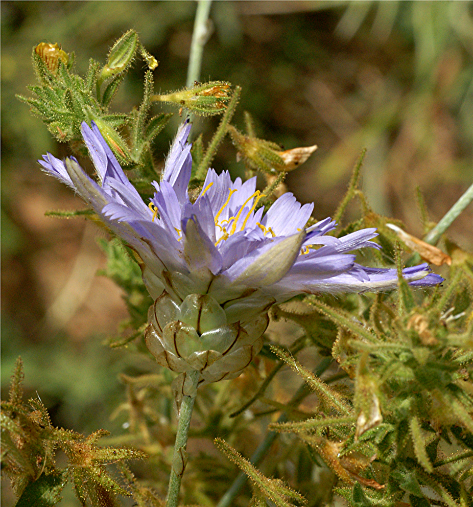 Catananche caerulea - Plant Biodiversity of South-Western Morocco