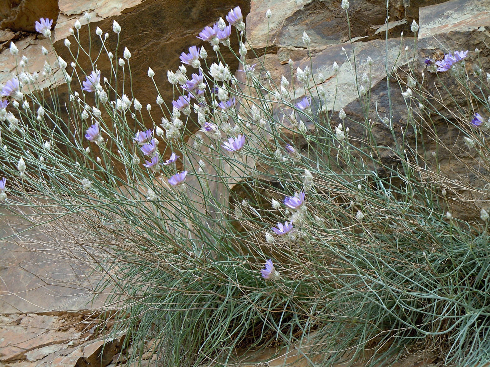 Catananche caerulea - Plant Biodiversity of South-Western Morocco