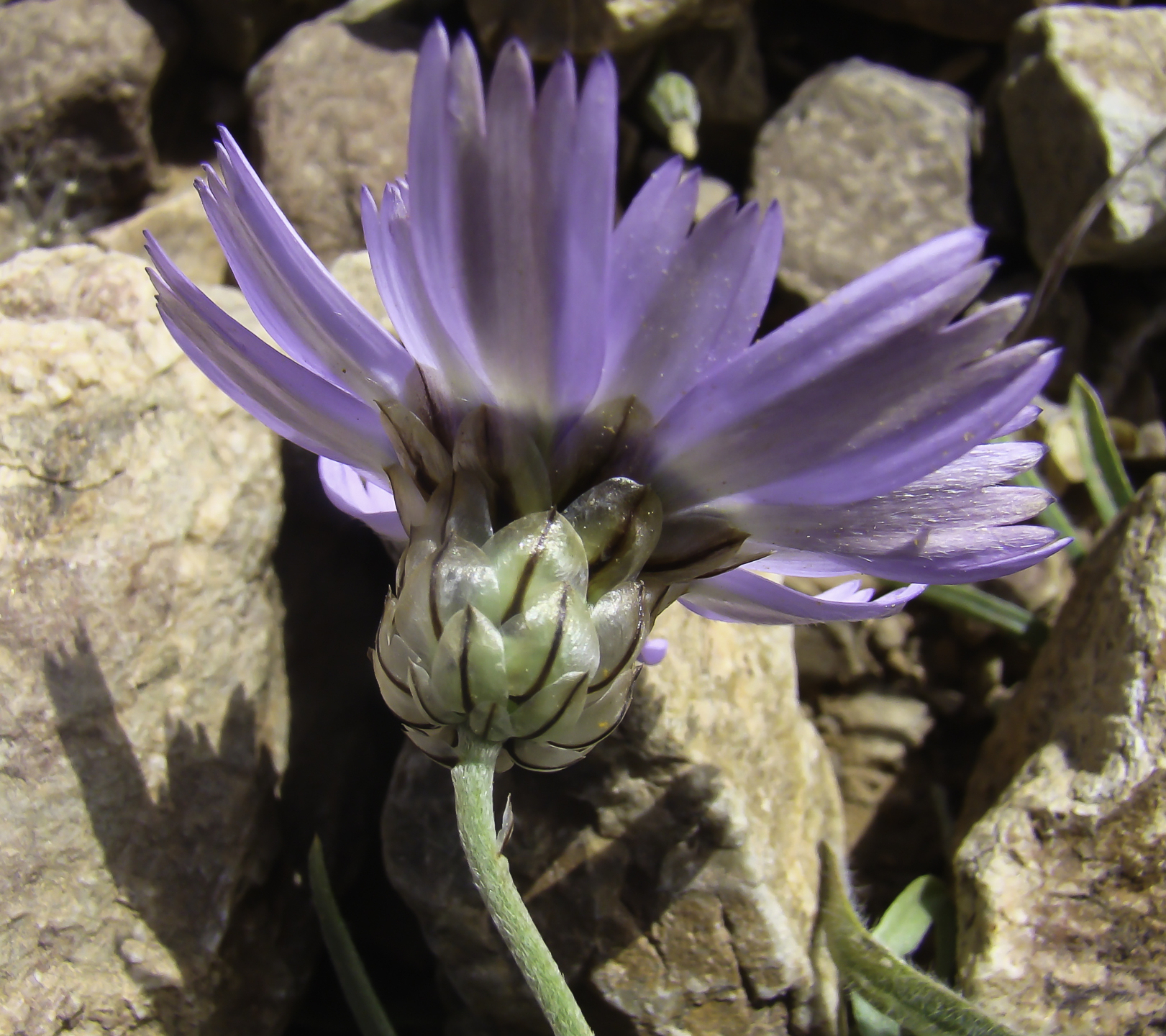 Catananche caerulea - Plant Biodiversity of South-Western Morocco