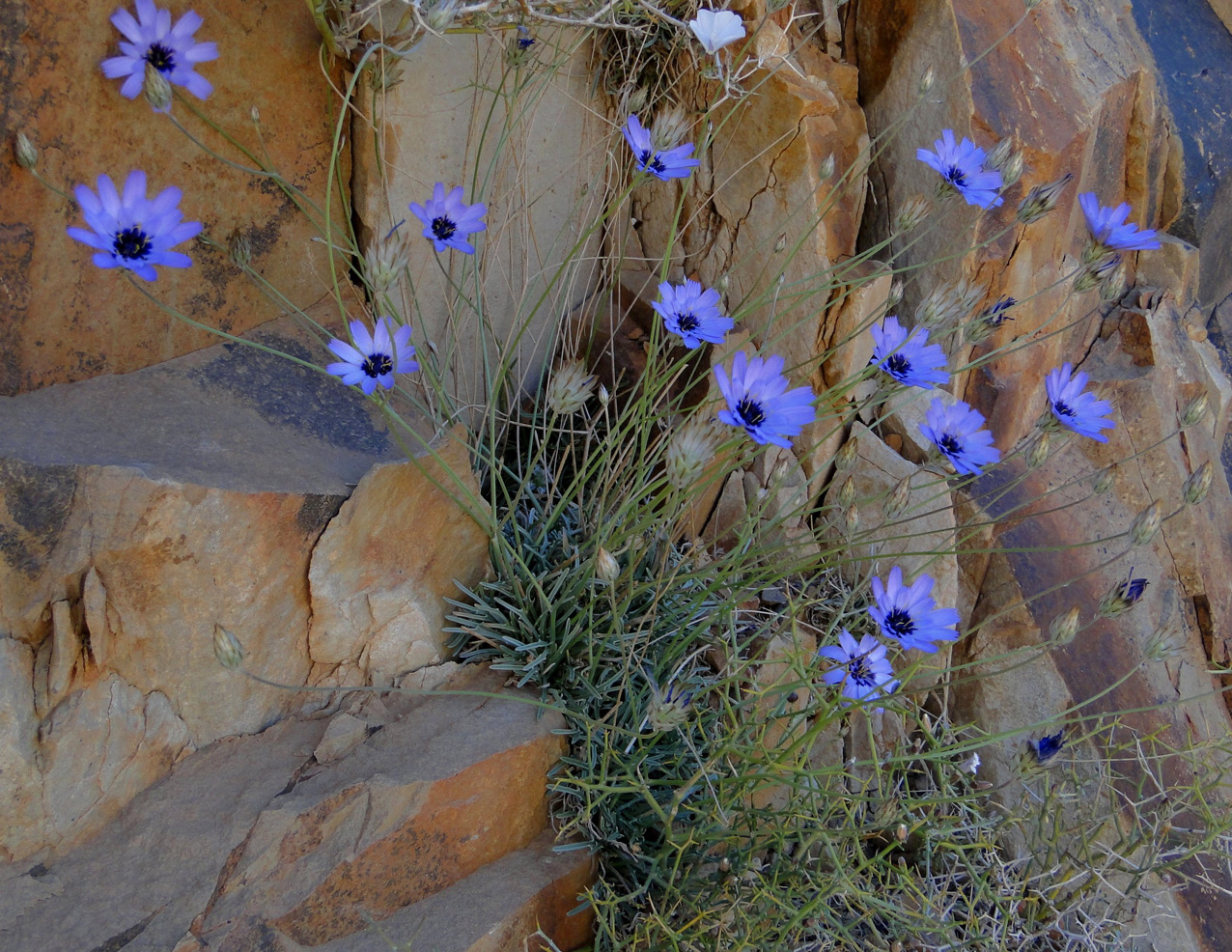 Catananche caerulea - Biodiversité végétale du sud-ouest marocain