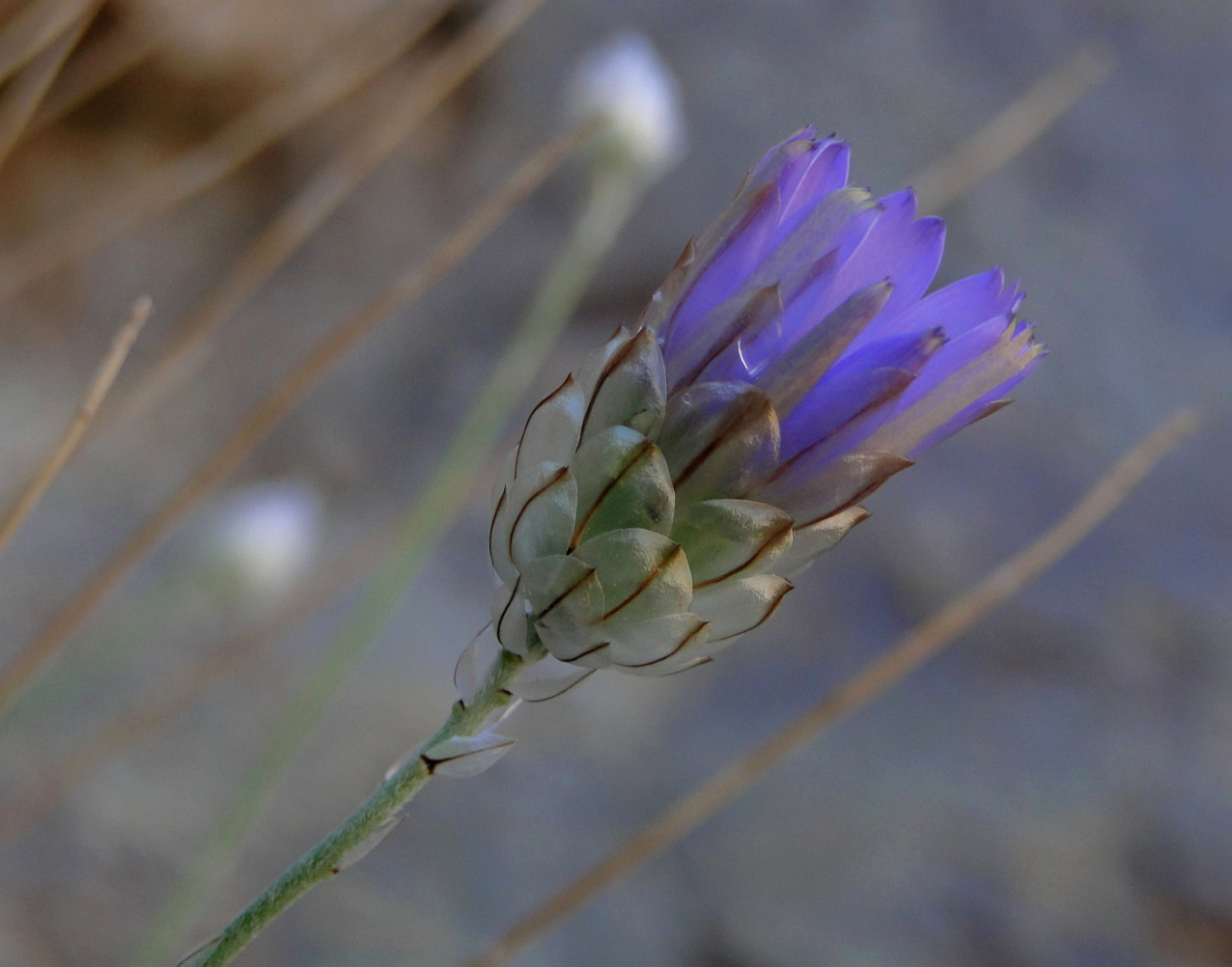 Catananche caerulea - Plant Biodiversity of South-Western Morocco