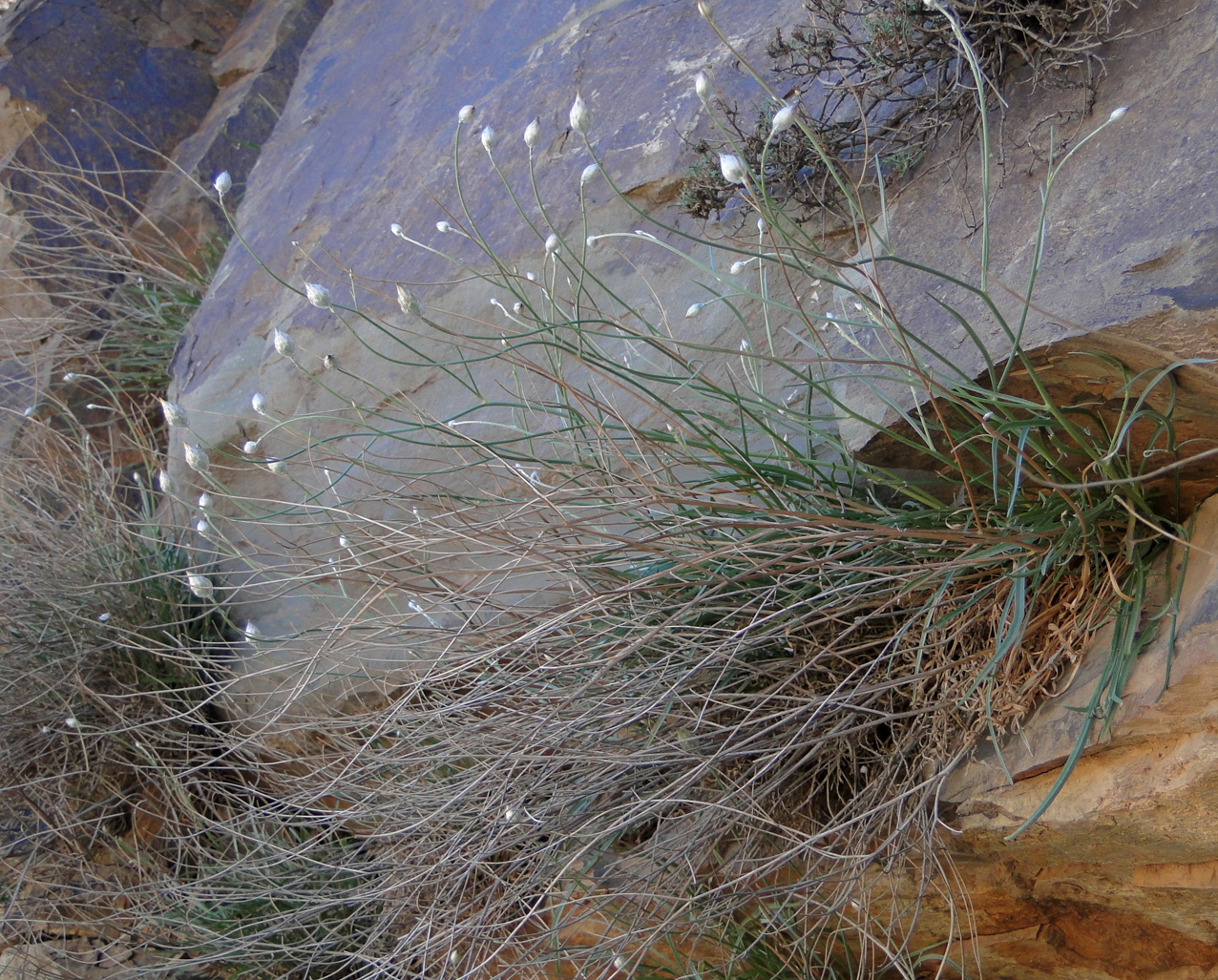 Catananche caerulea - Biodiversité végétale du sud-ouest marocain