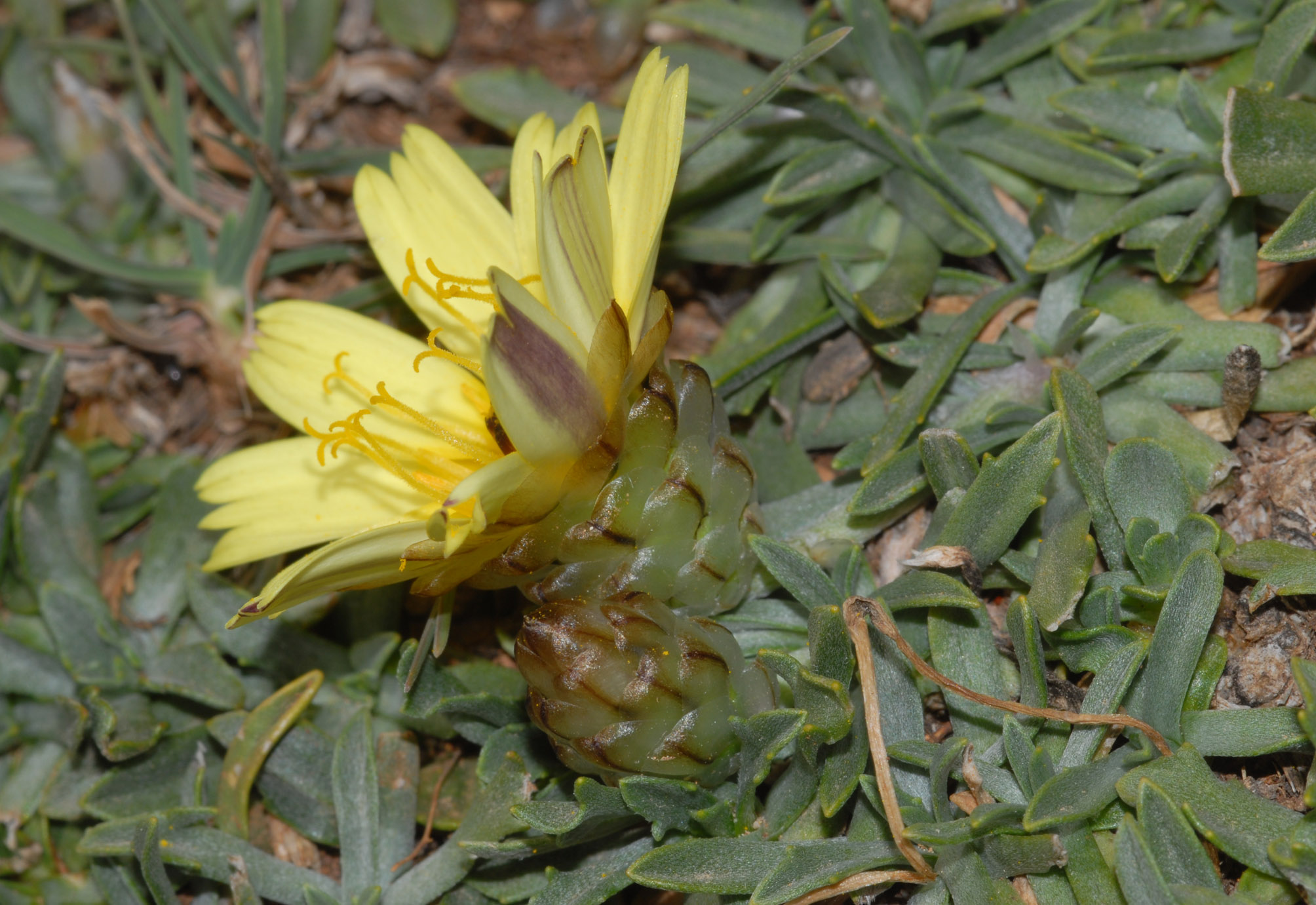 Catananche caespitosa - Biodiversité végétale du sud-ouest marocain