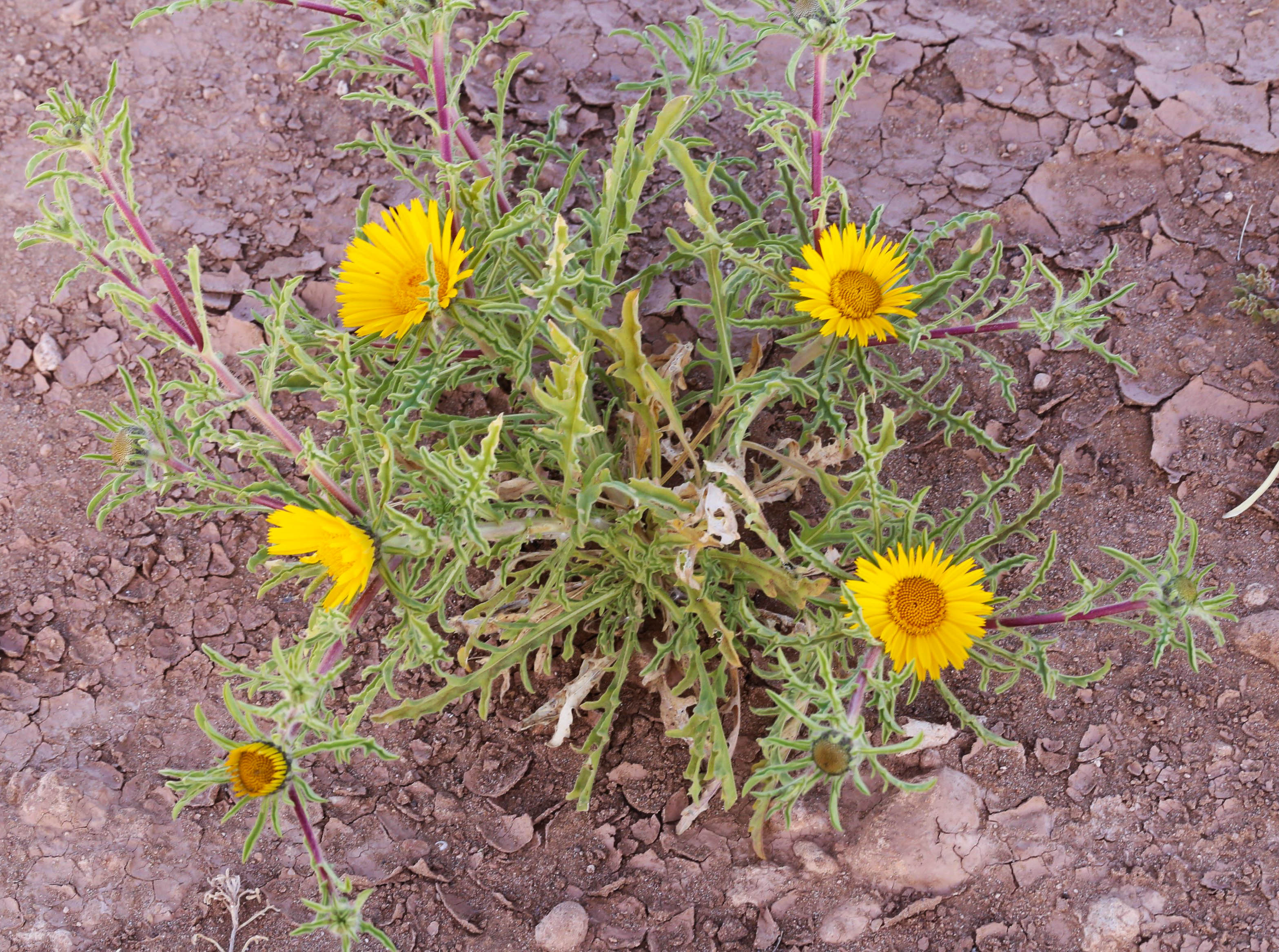 Cladanthus arabicus - Biodiversité végétale du sud-ouest marocain
