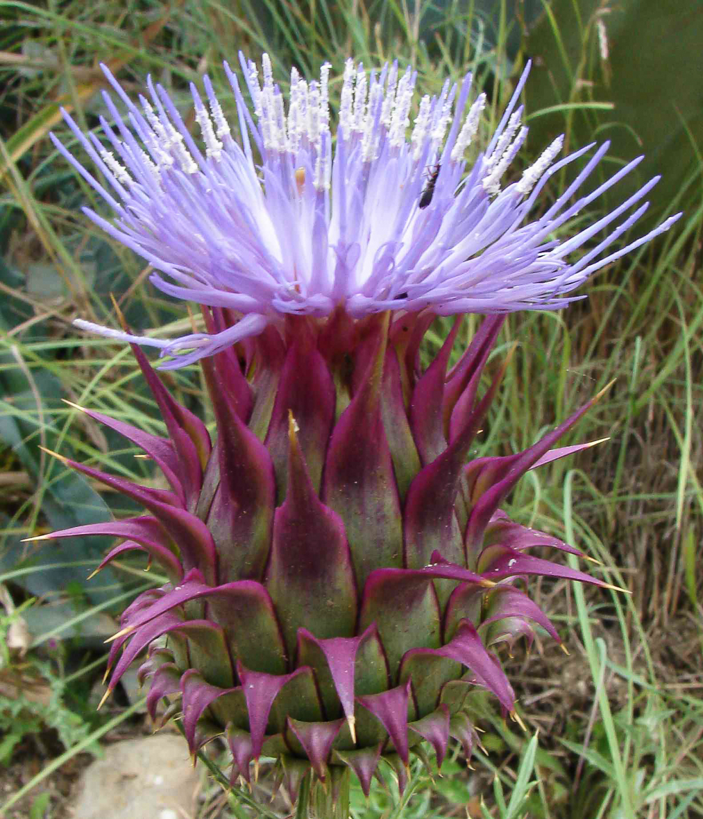 Cynara humilis - Biodiversité végétale du sud-ouest marocain