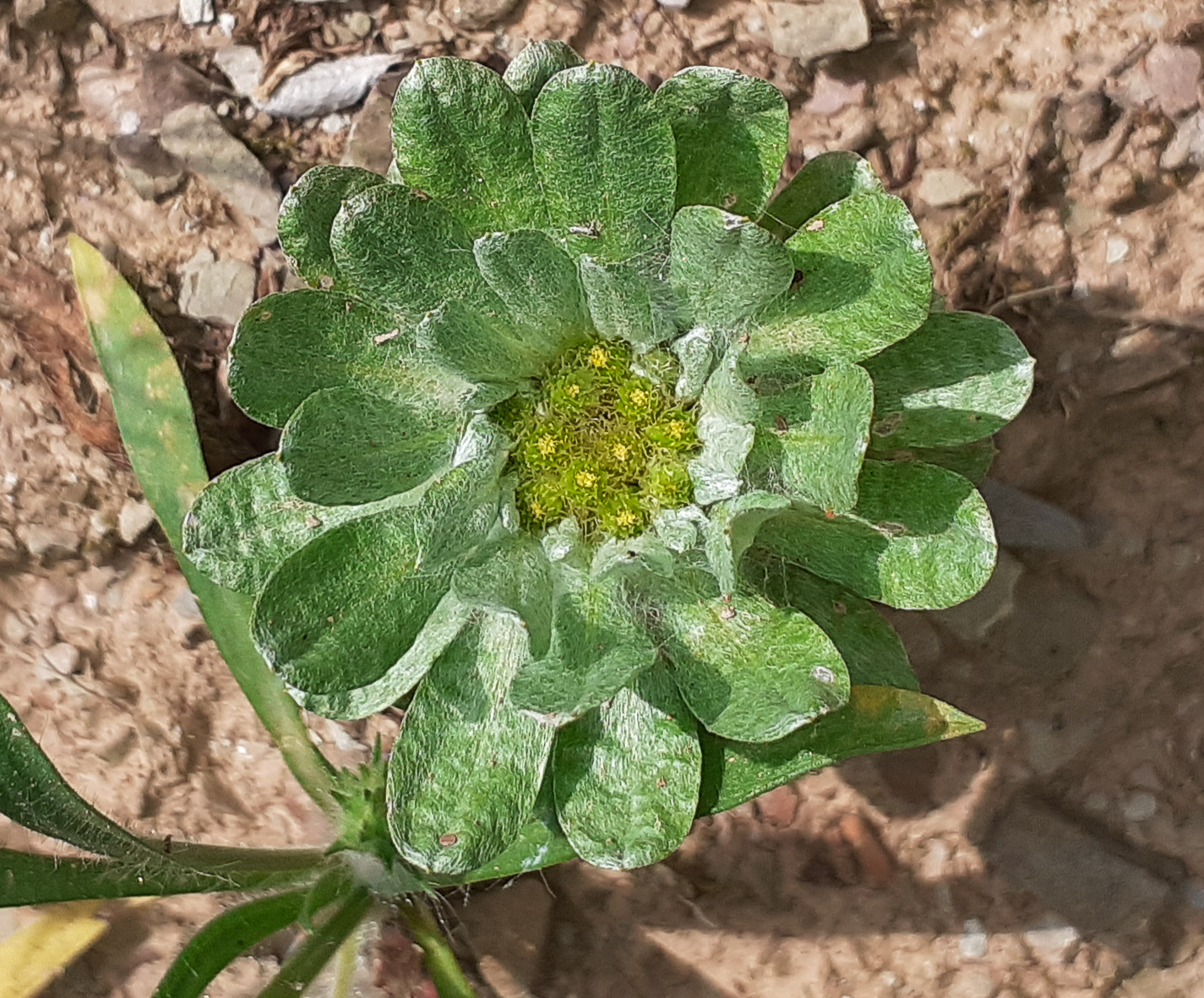 Filago pygmaea - Biodiversité végétale du sud-ouest marocain