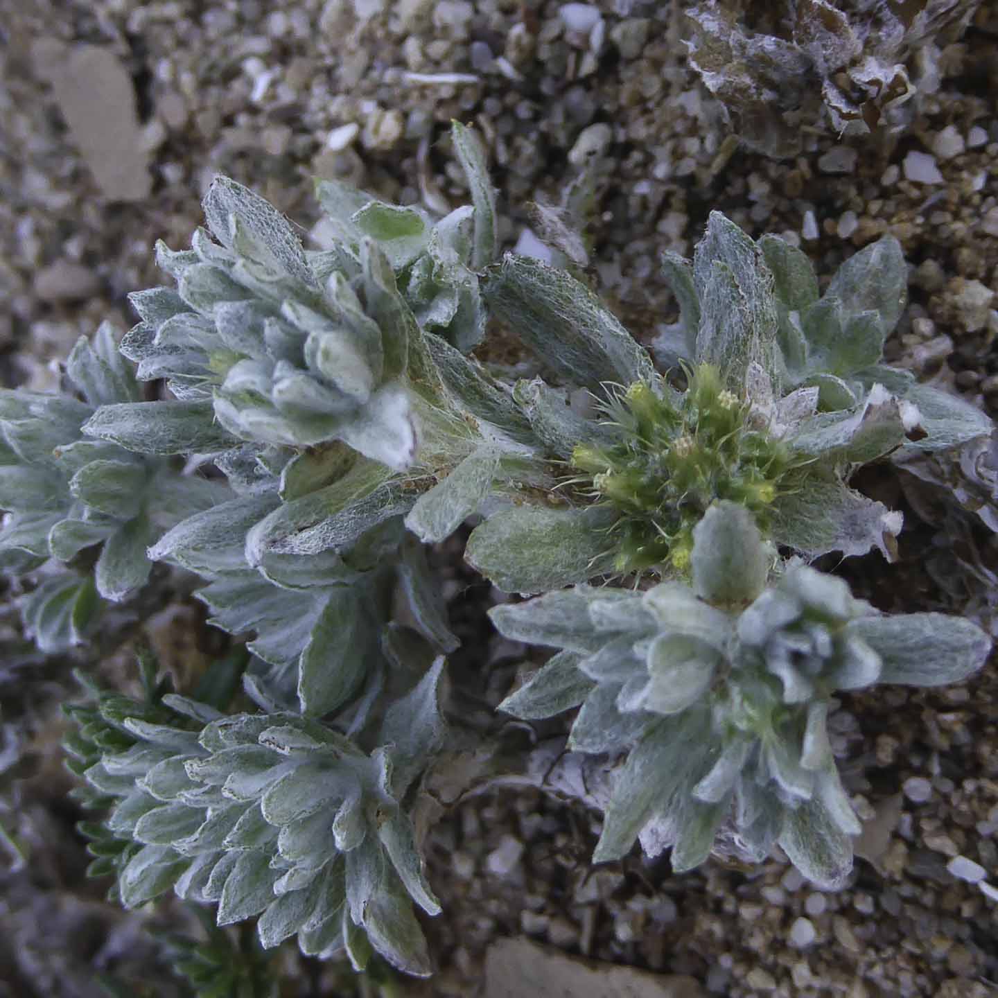 Filago pyramidata - Biodiversité végétale du sud-ouest marocain