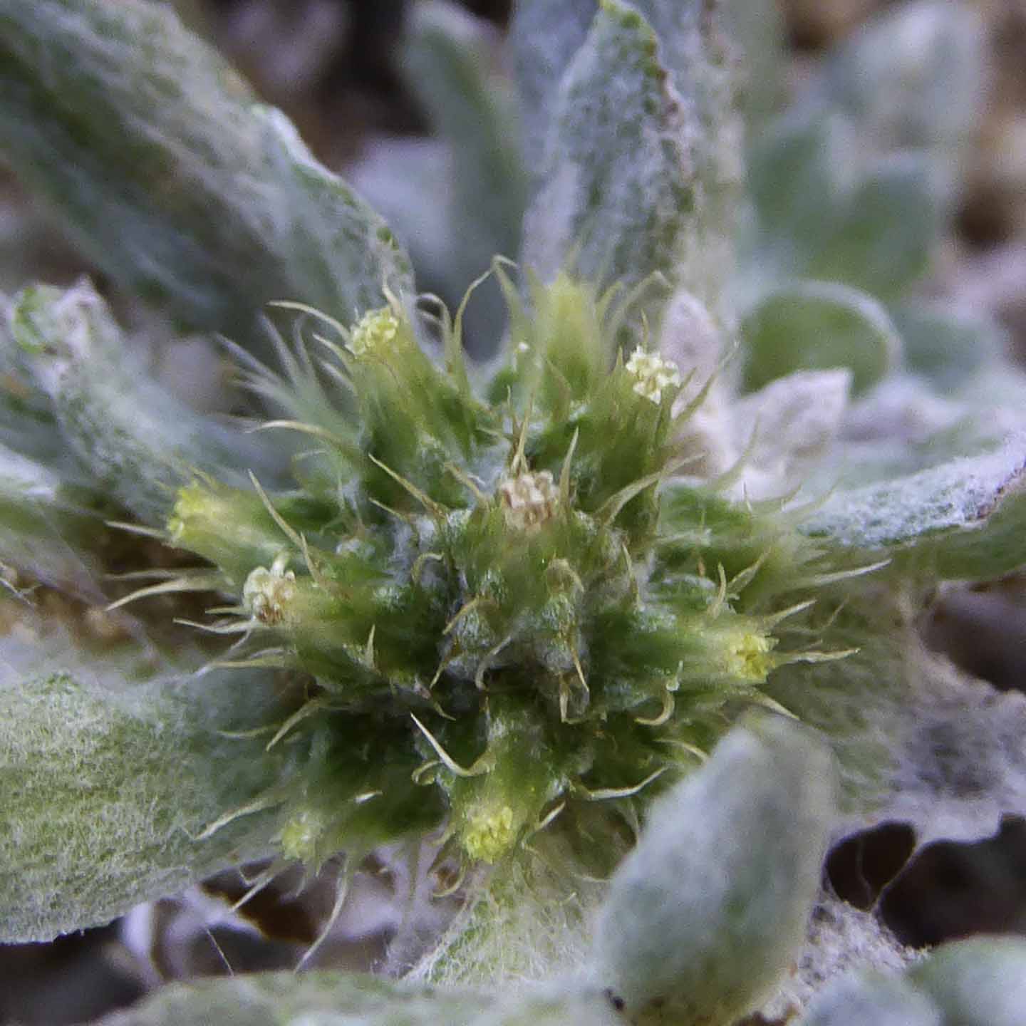 Filago pyramidata - Biodiversité végétale du sud-ouest marocain