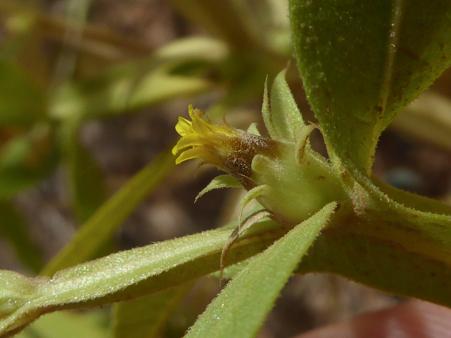 Geigeria alata - Biodiversité végétale du sud-ouest marocain