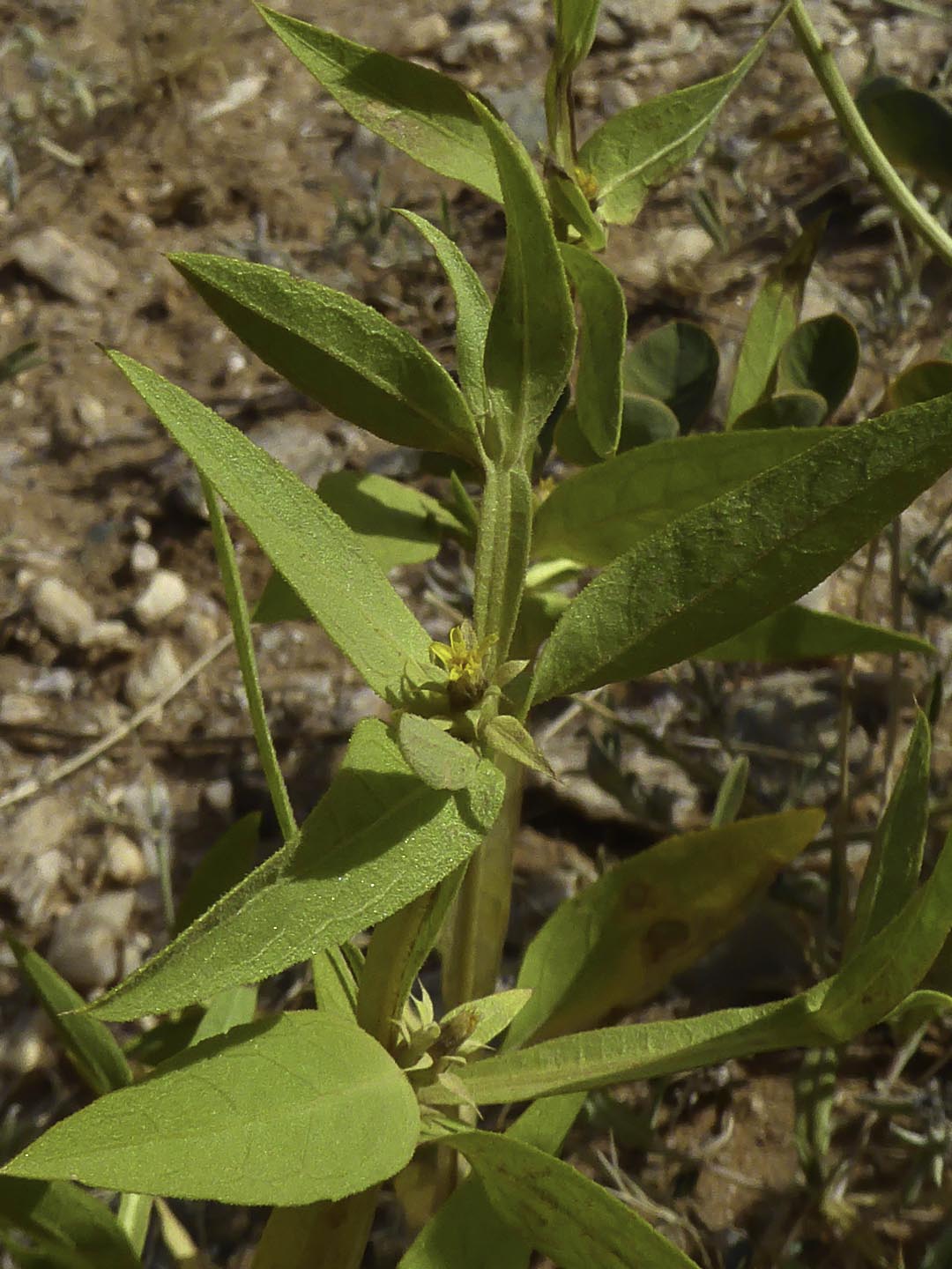 Geigeria alata - Biodiversité végétale du sud-ouest marocain