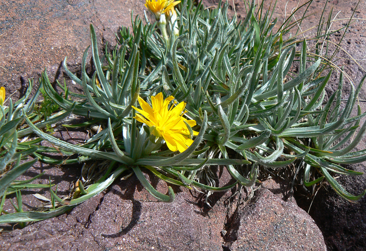 Gelasia caespitosa - Plant Biodiversity of South-Western Morocco